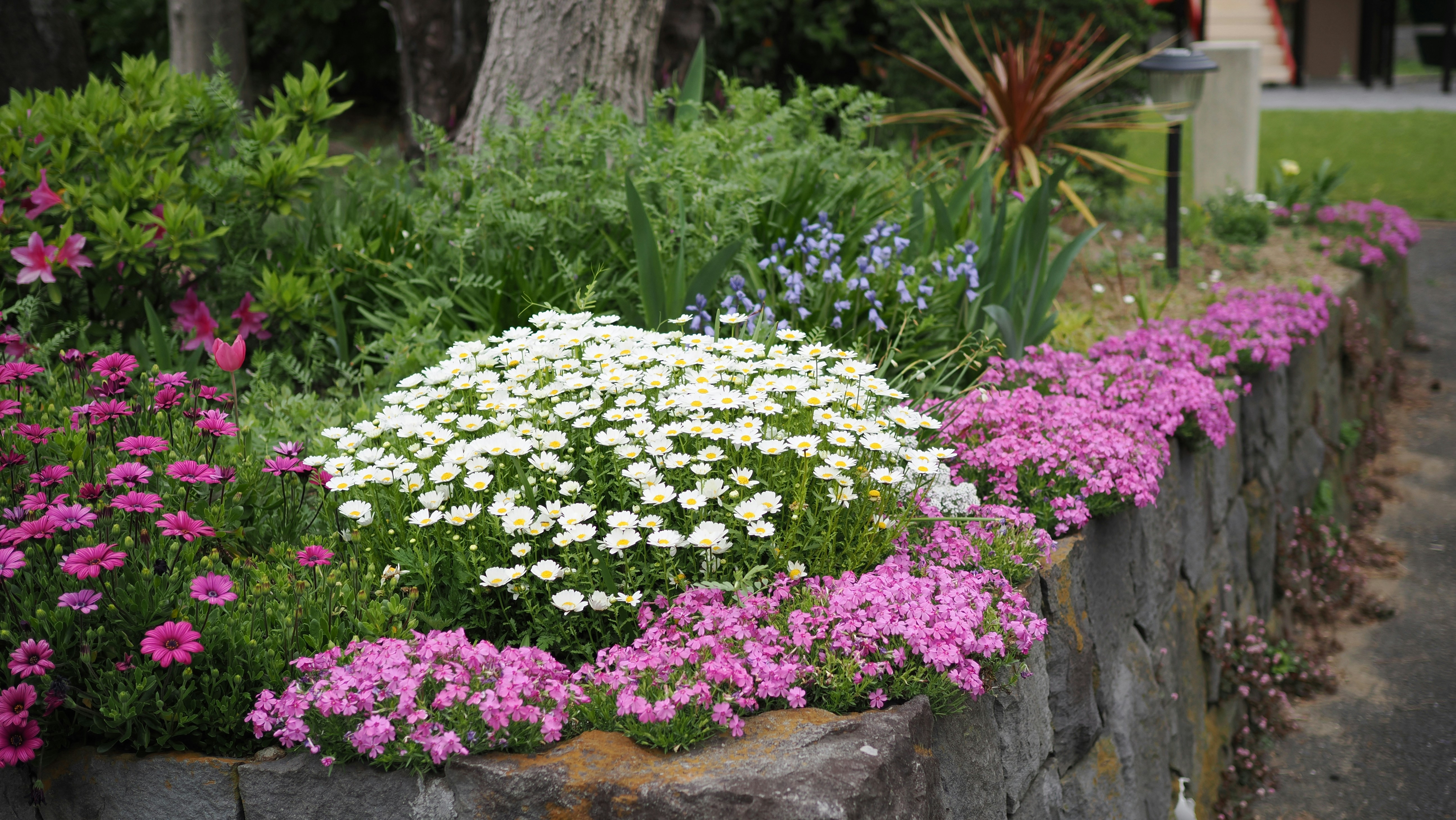Border Bloom: White Aster in a Cascade of Pink and Lavender