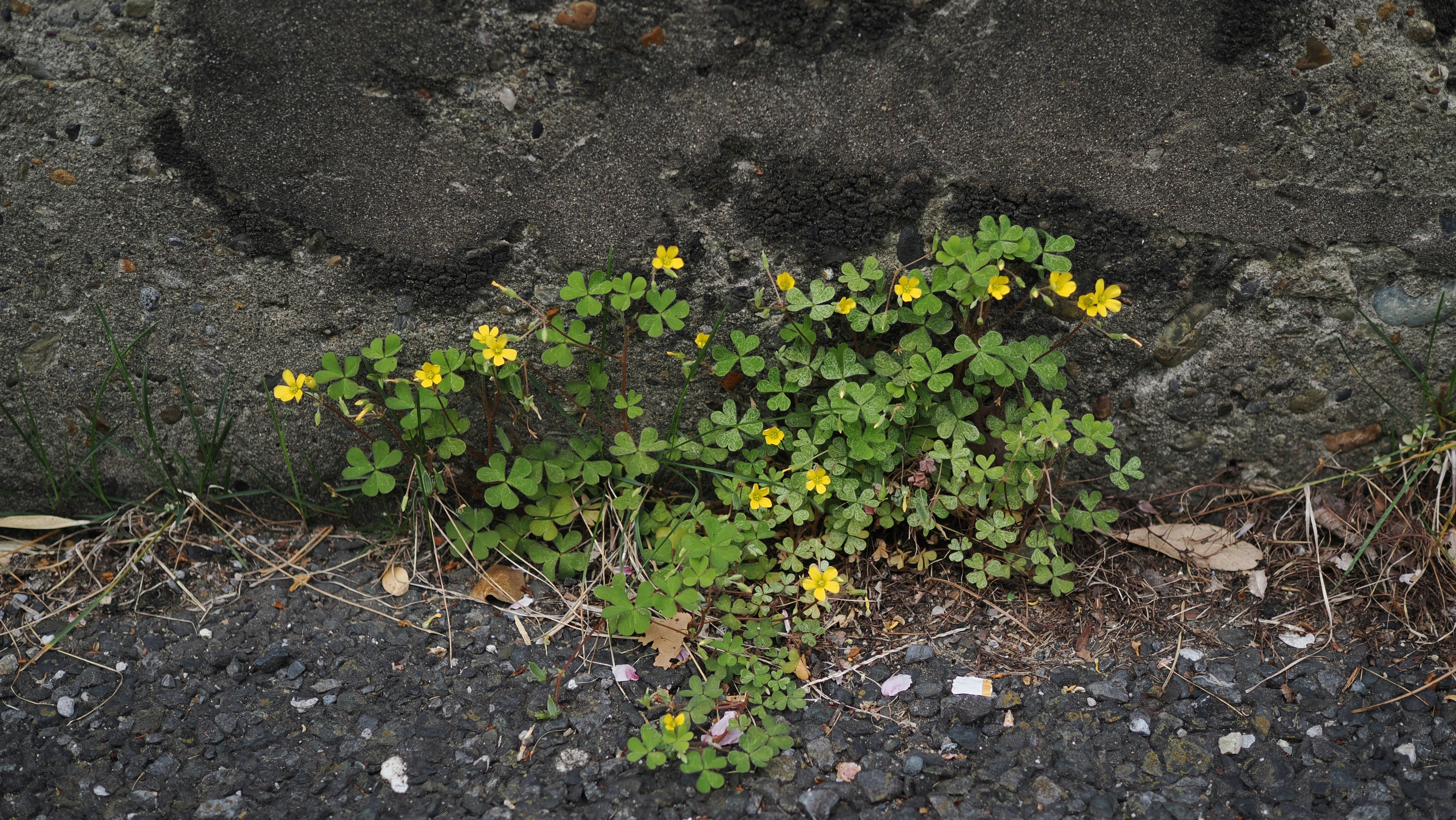 Sunlit Yellow Blooms Nestled at the Wall’s Edge
