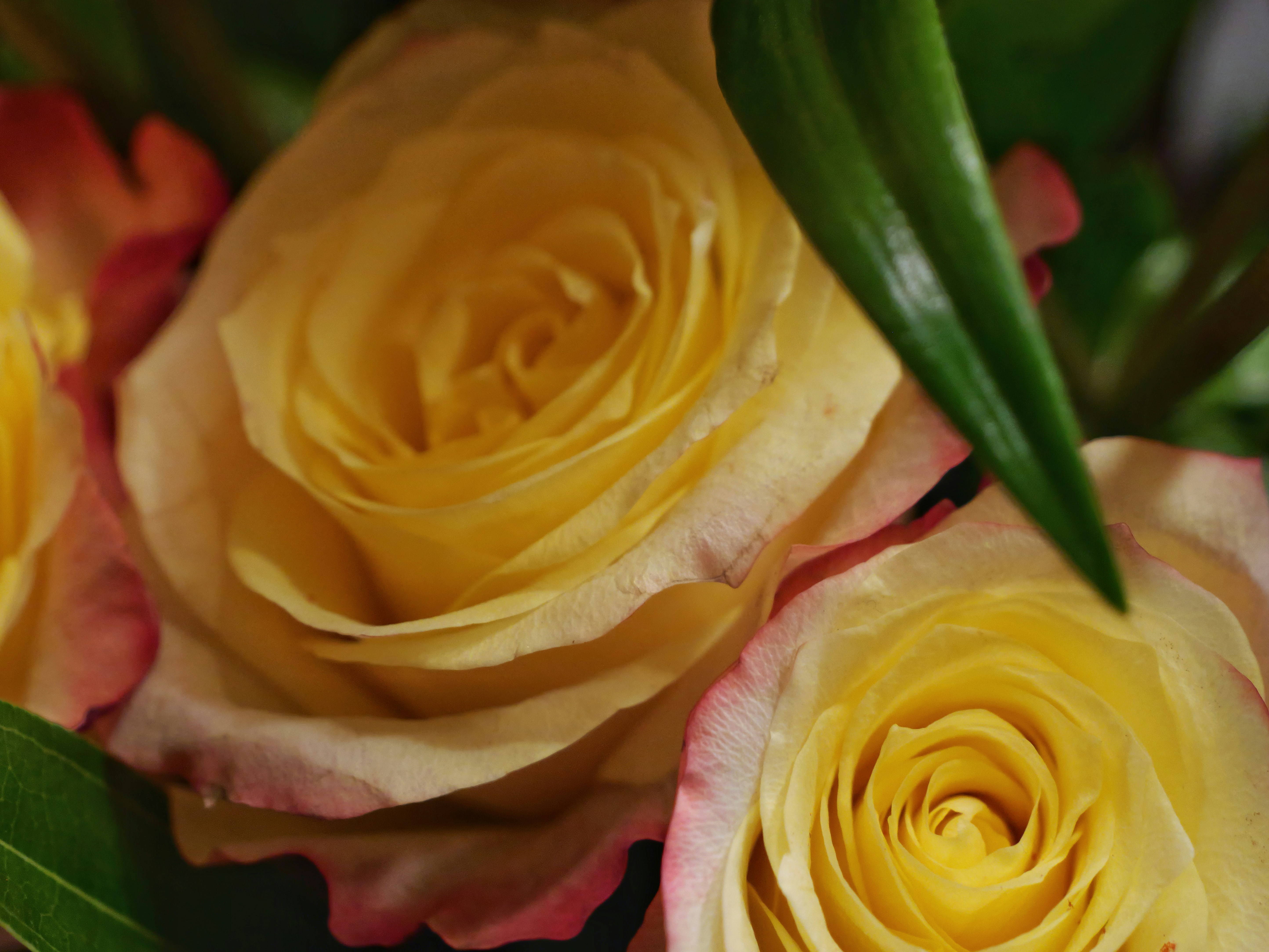 A bouquet of yellow roses with green leaves photo – Free Michigan Image ...