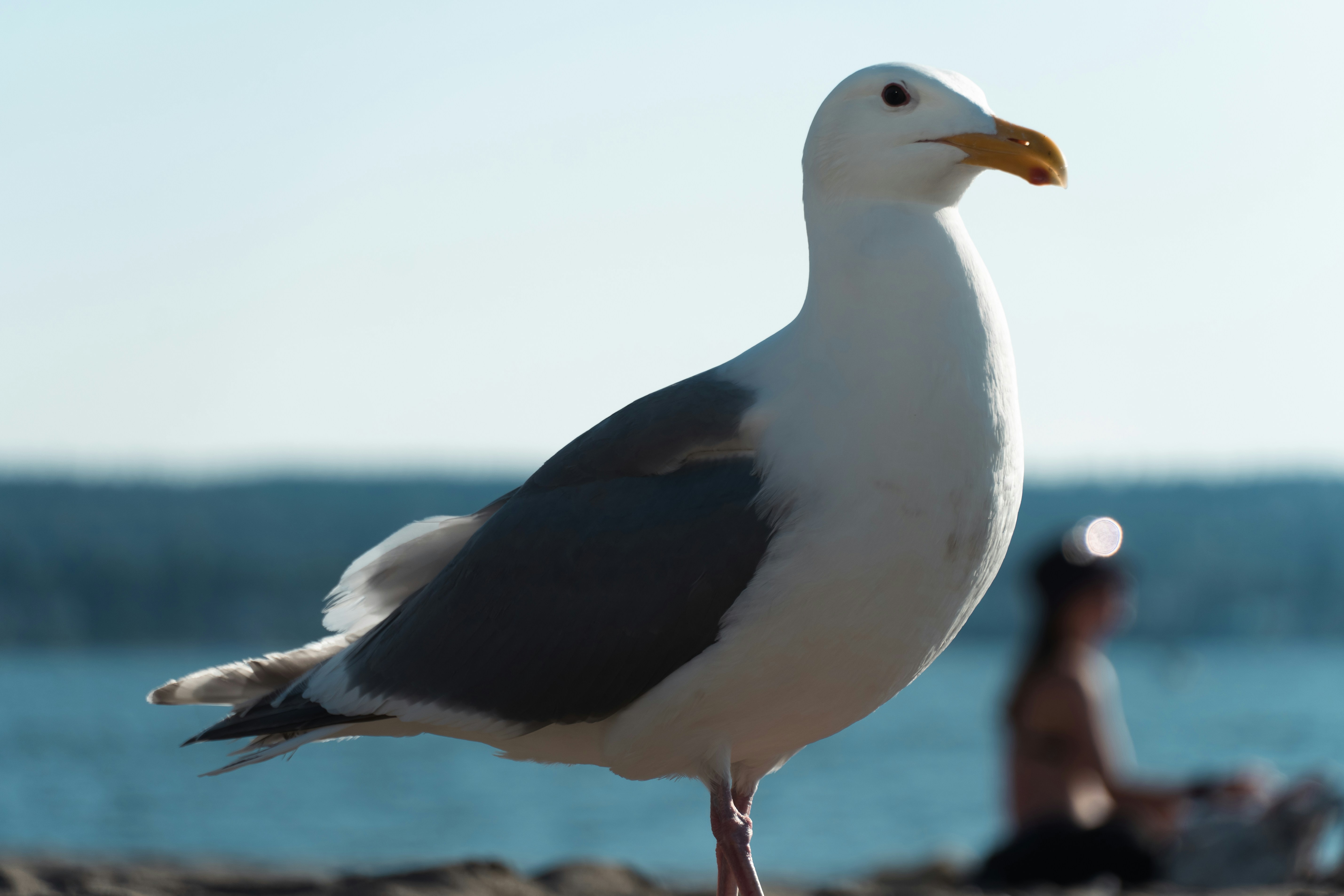 A seagull standing on a beach with a person in the background photo ...