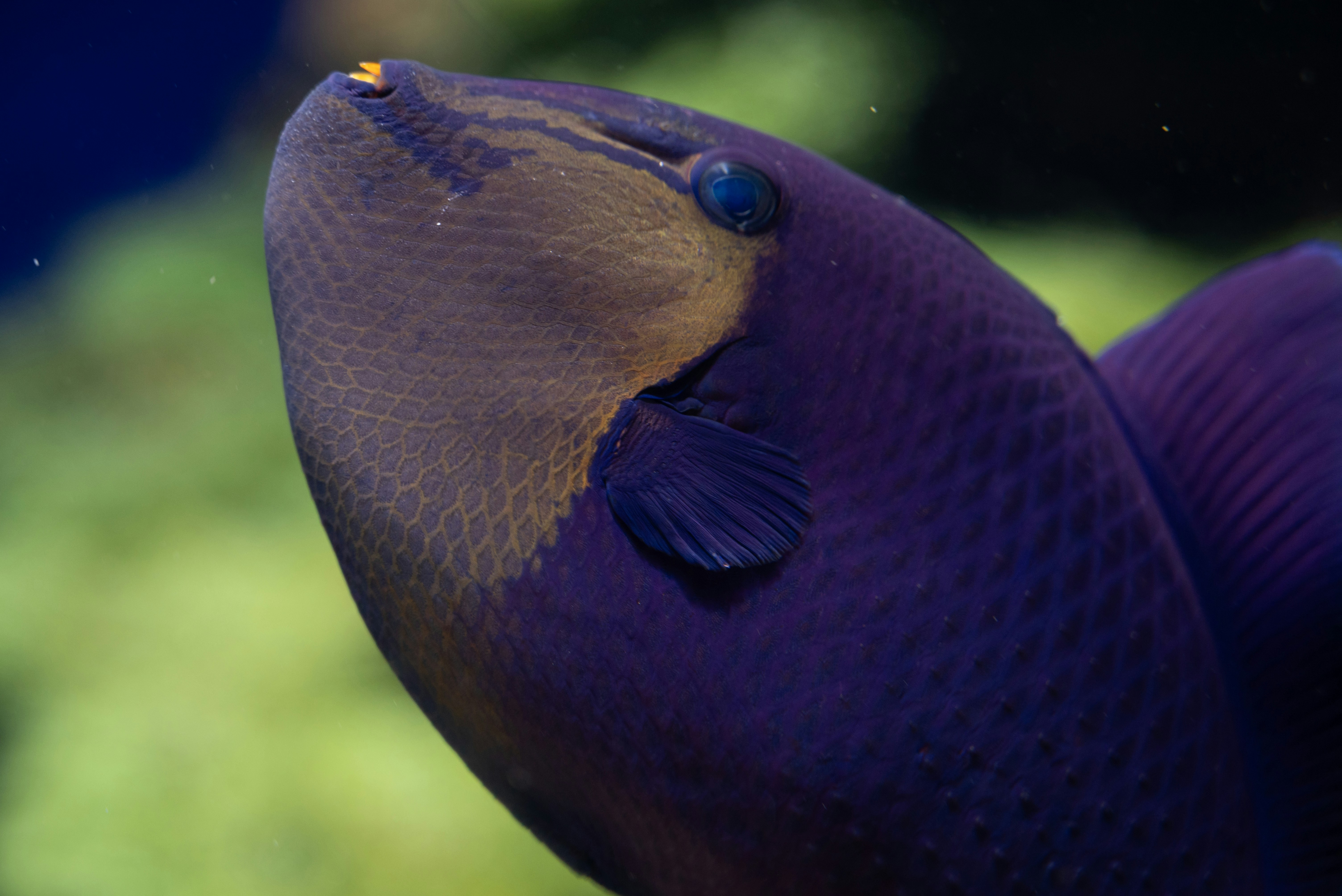 A close up of a purple fish in an aquarium photo – Free Fish Image on ...