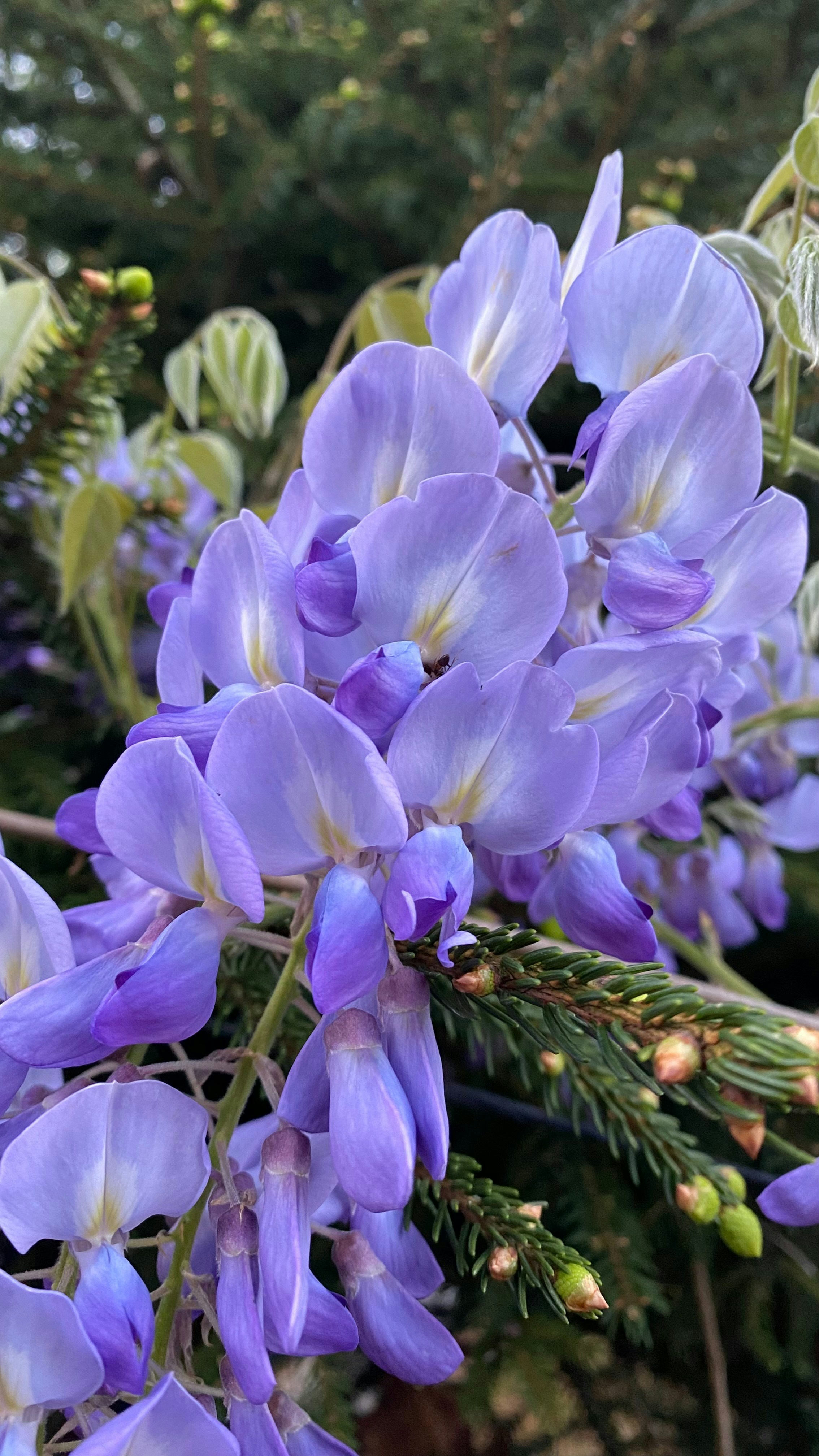 Petal Cascade: Close-Up of Lavender Wisteria Blooms
