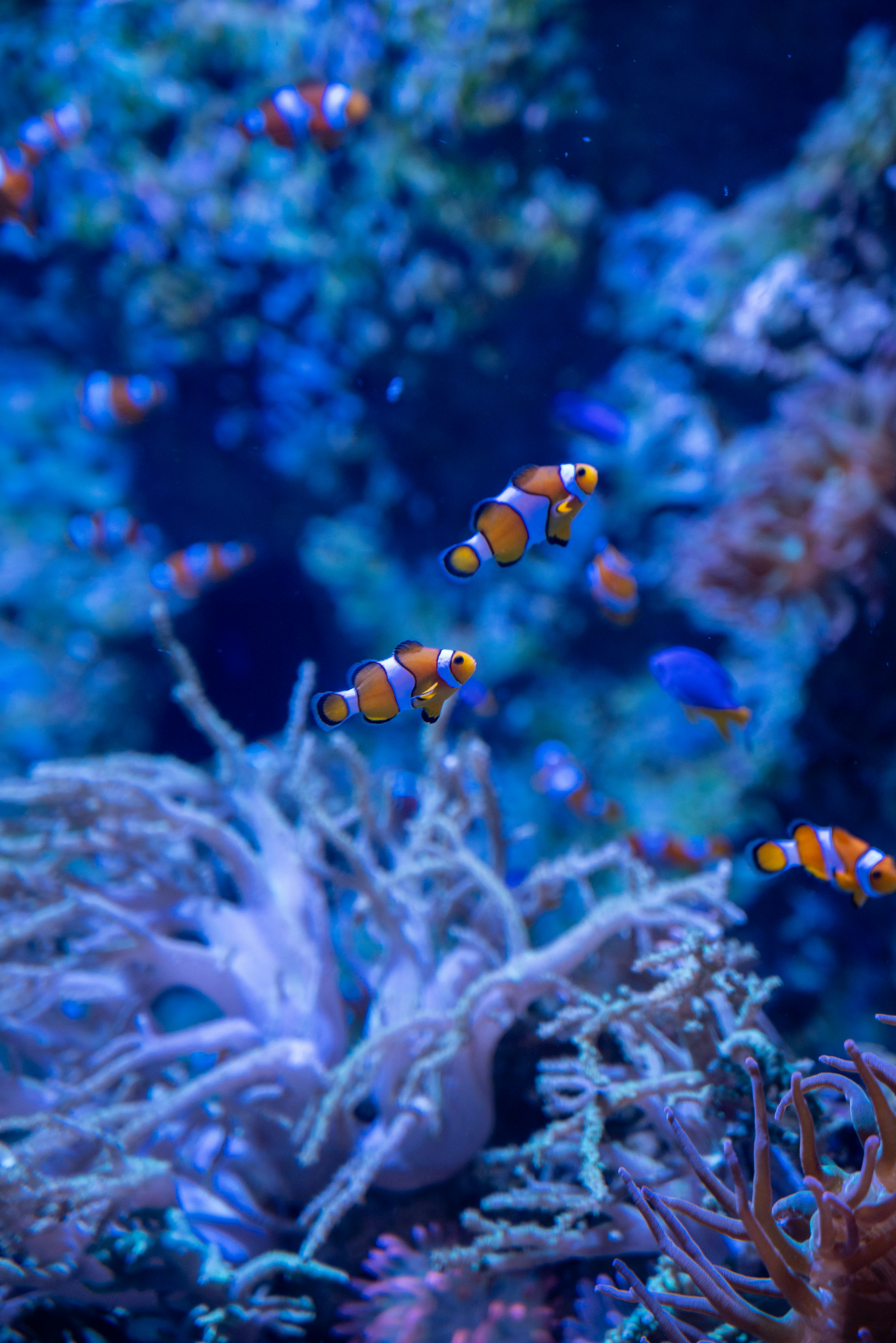 Nemo Fish Pictures | Download Free Images on Unsplash
