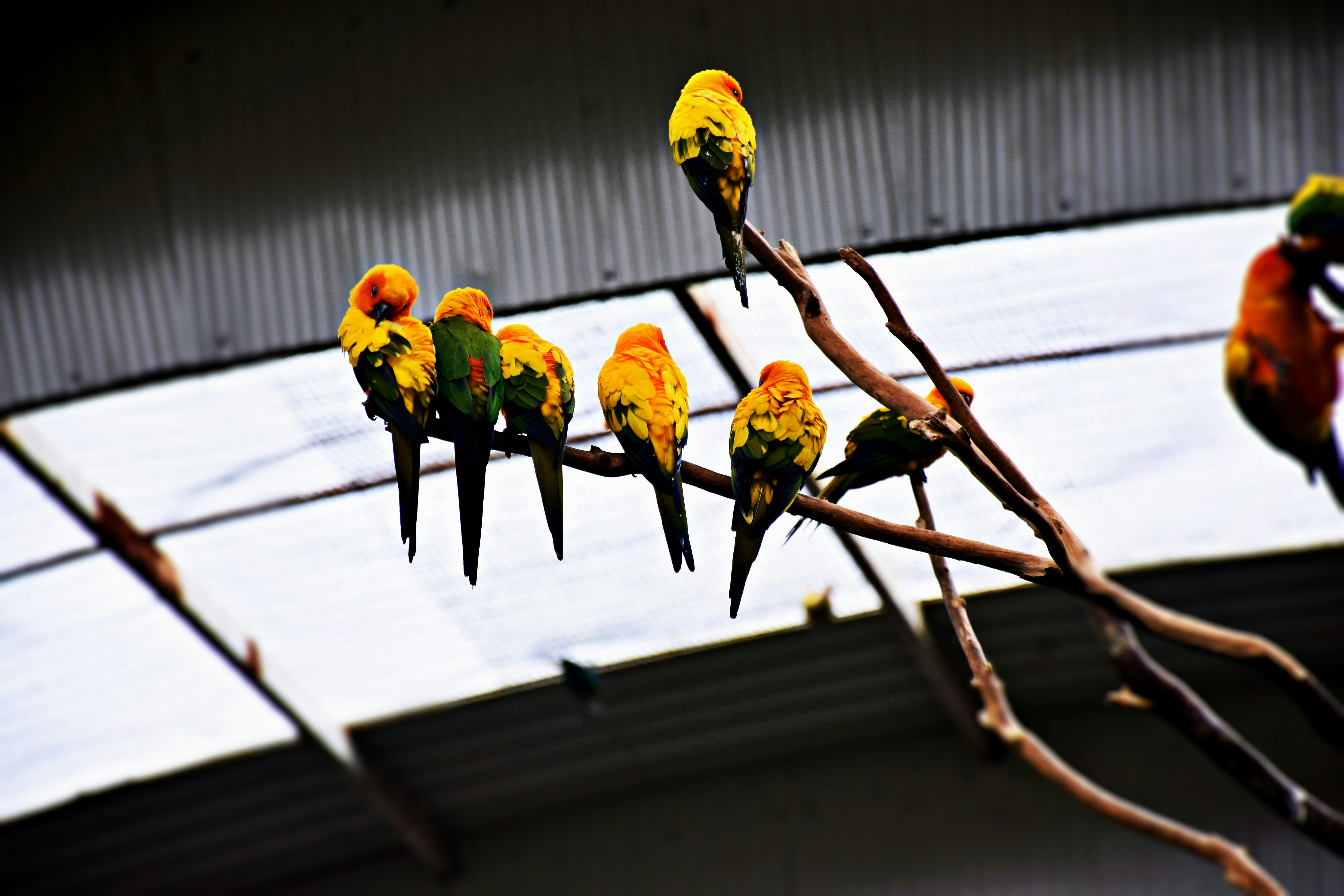 Emerald Lorikeets Perch in a Tiny Flock Against a Corrugated Backdrop