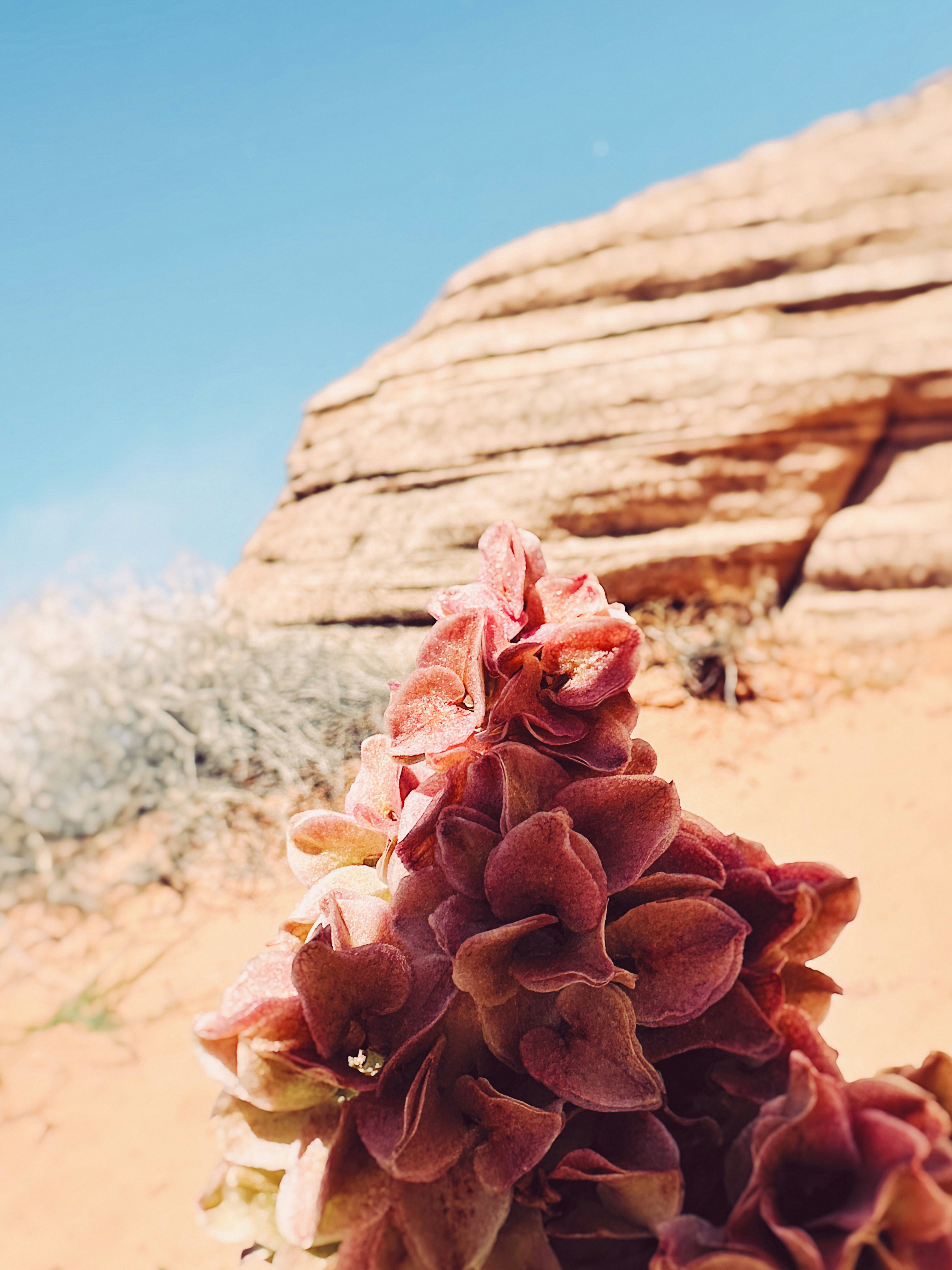 Rosy Hydrangea Arising from Desert Light: Close-Up Against Sandstone Strata