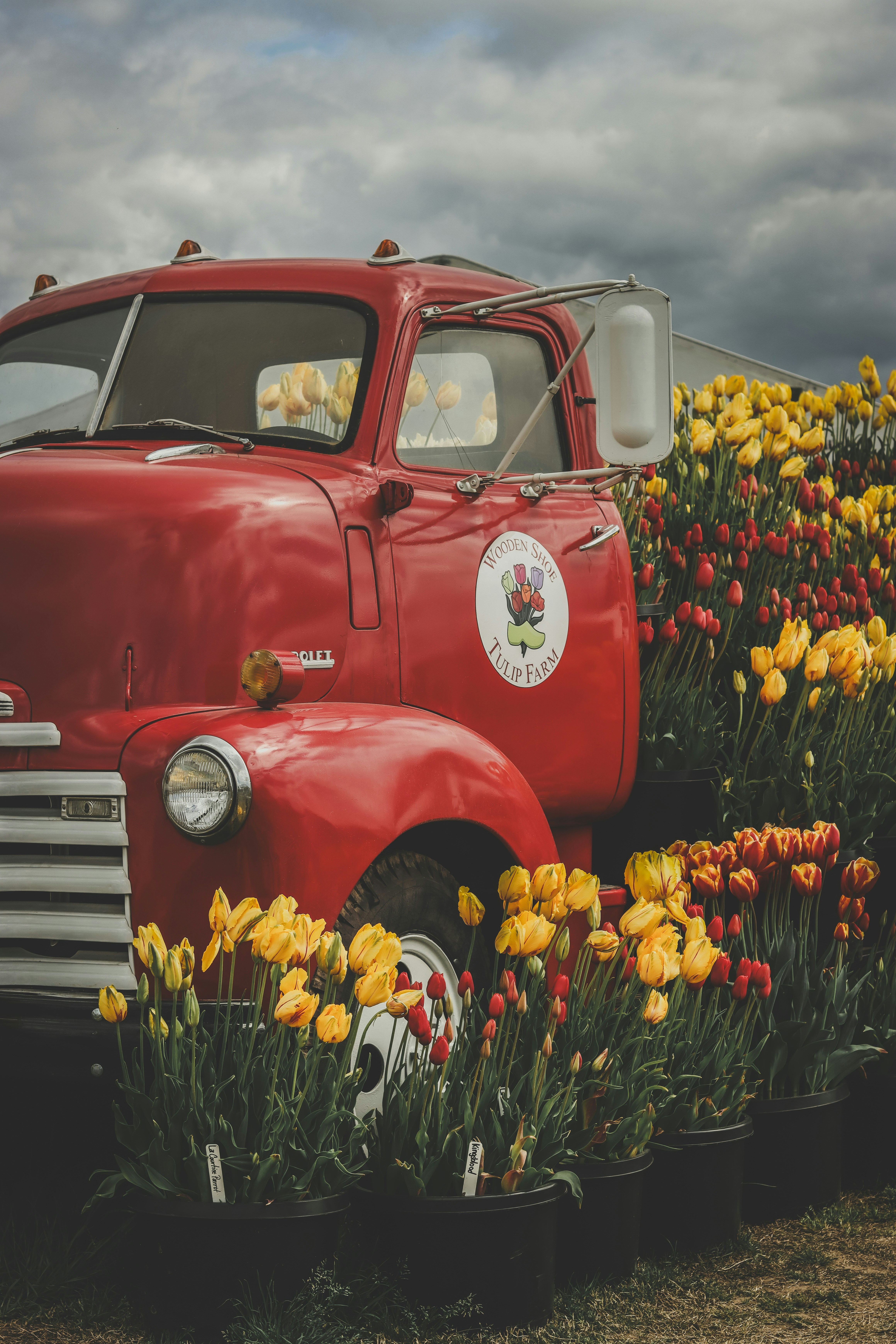 Crimson Vintage Truck Nestled in a Tulip Field