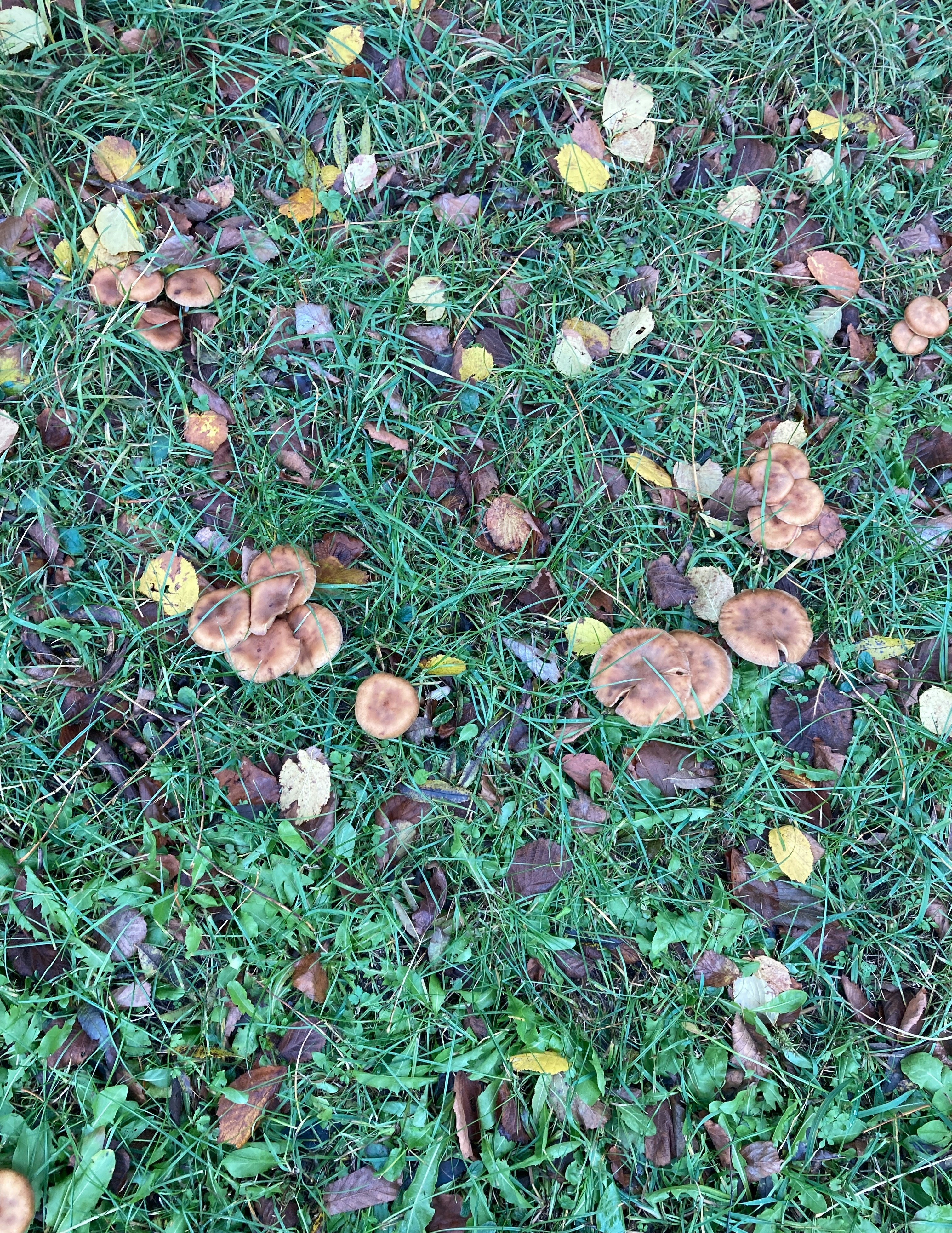 Clusters of brown mushrooms among fallen leaves and grass, showcasing the intricate details of nature's ecosystem.