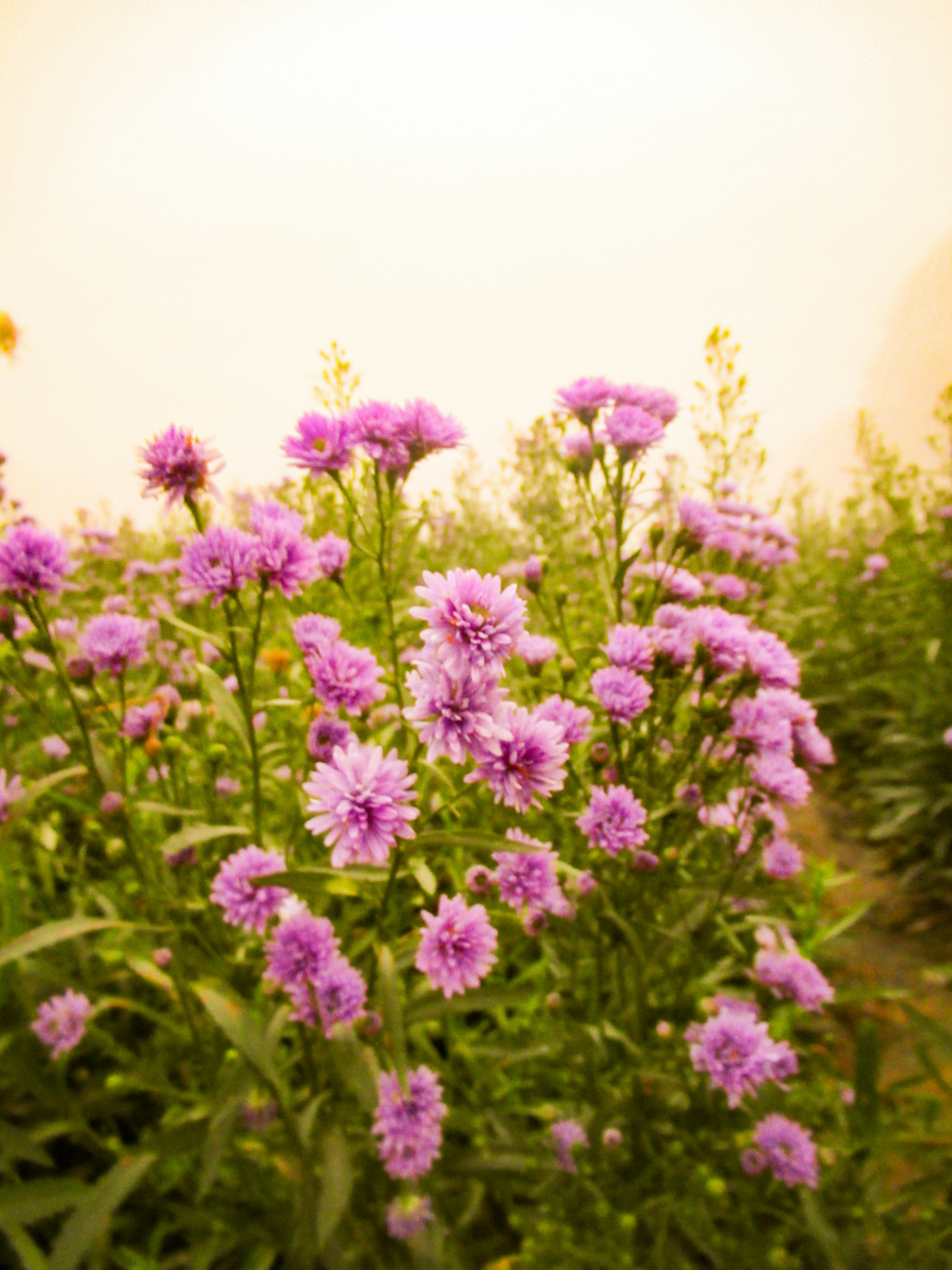 Lavender Bloom Overrun by Soft Morning Light