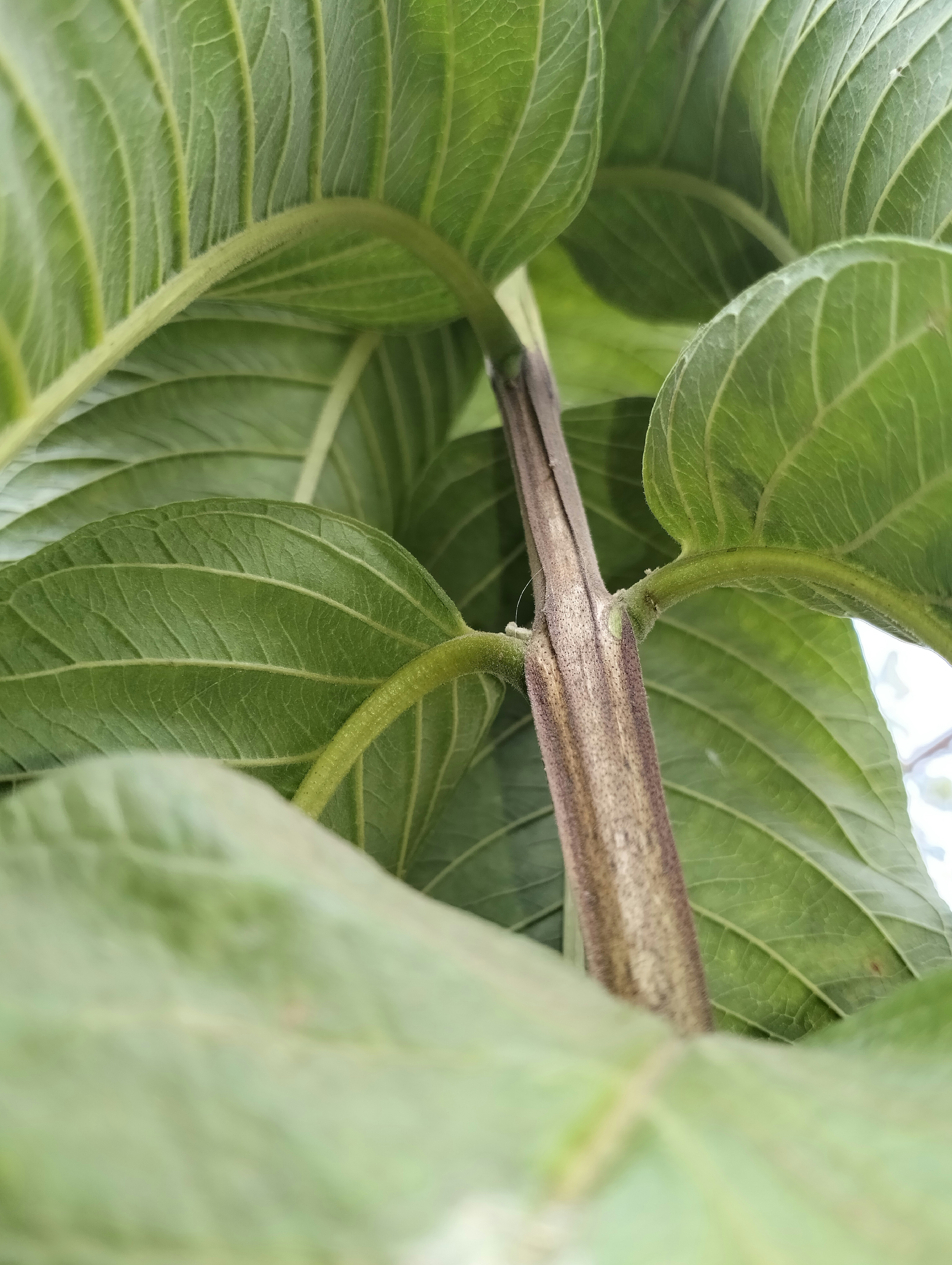 Midrib Crossing: Close-Up of a Stem Winding Through Emerald Leaves