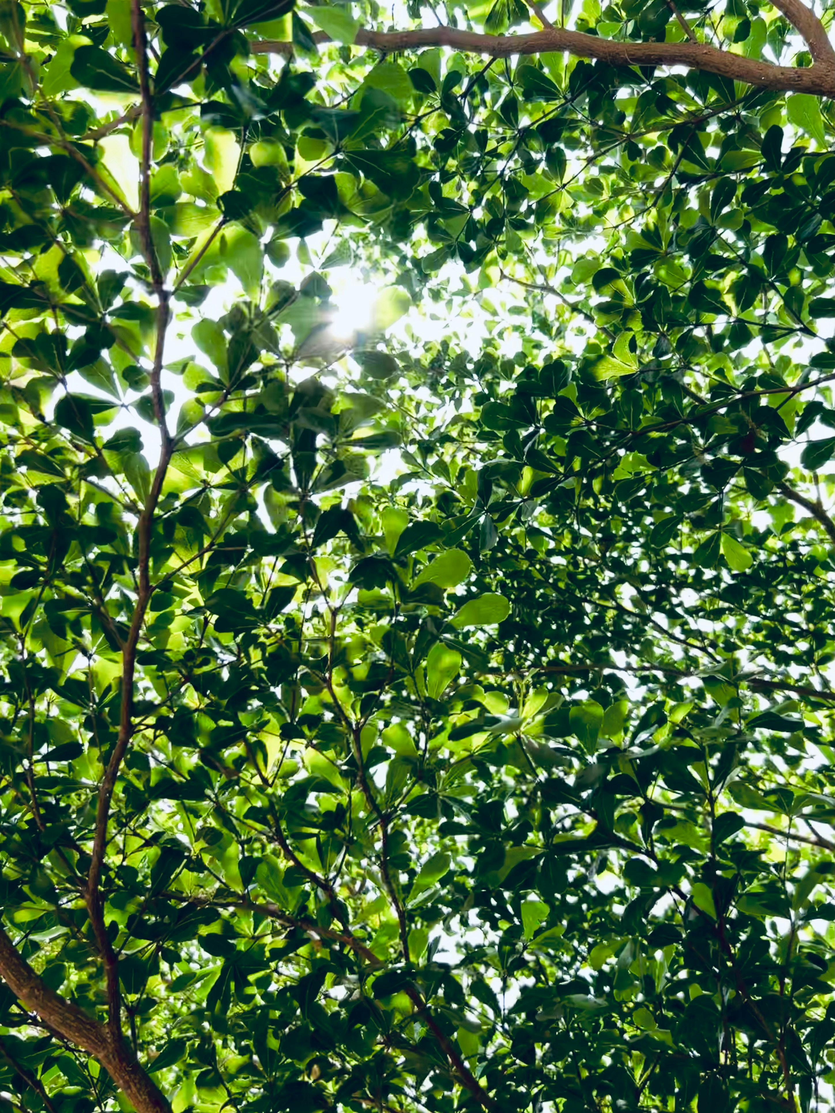 Emerald Lattice: Sunlight Weaving Through a Leafy Roof