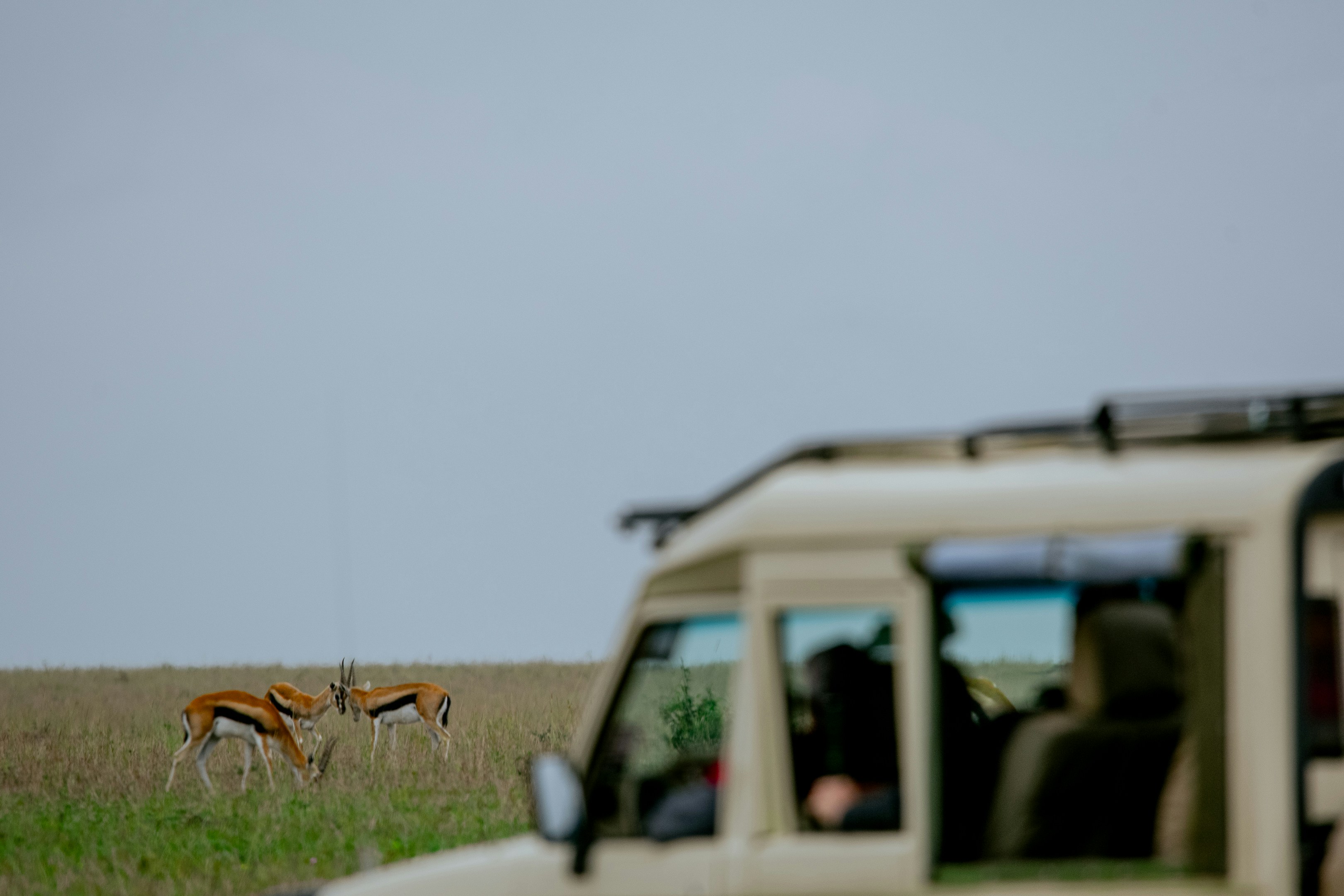 Gazelles on the Serengeti Plain as a Safari Jeep Frames the Moment