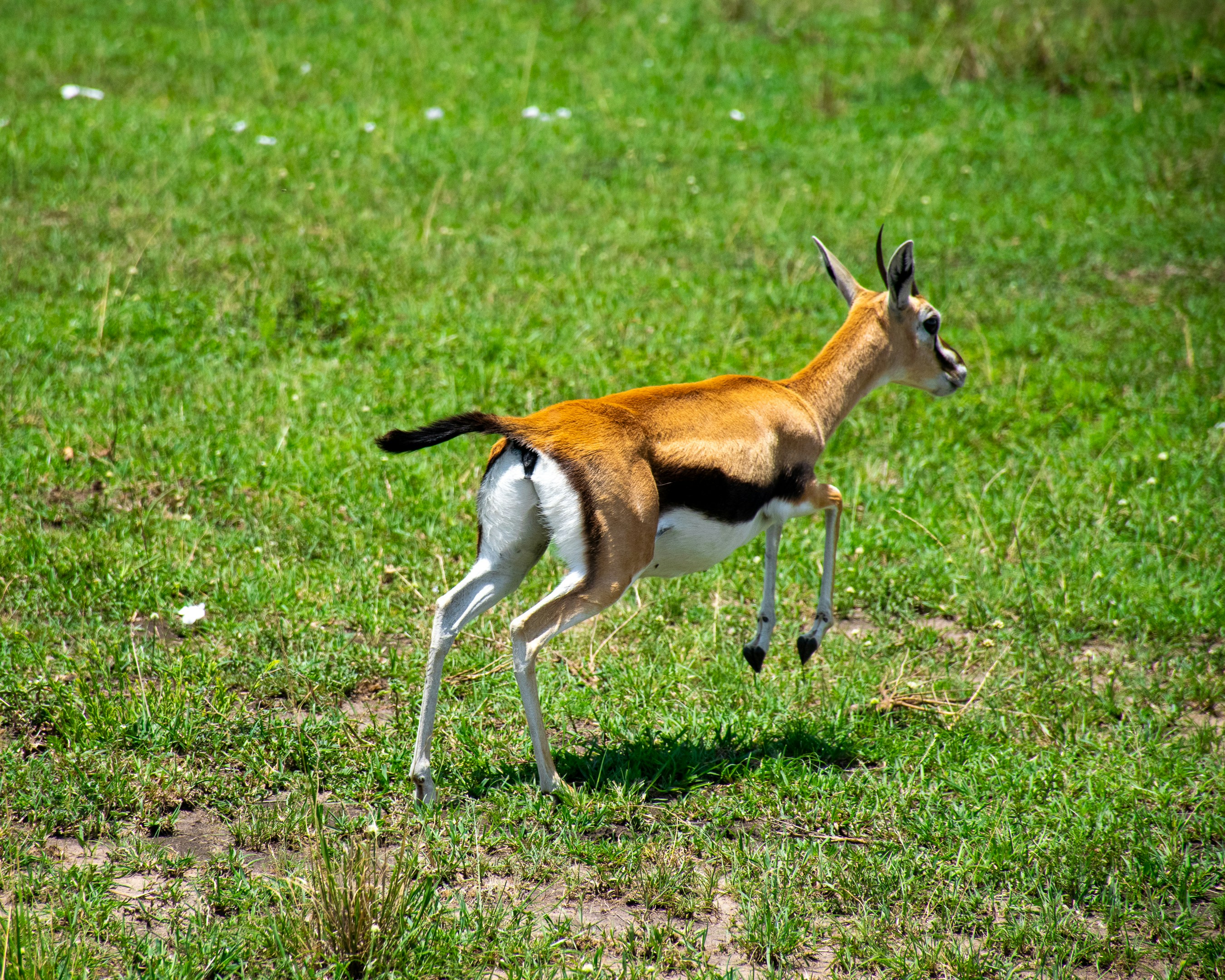 Moment of Lift: Gazelle in Mid-Stride Across a Sunlit Meadow