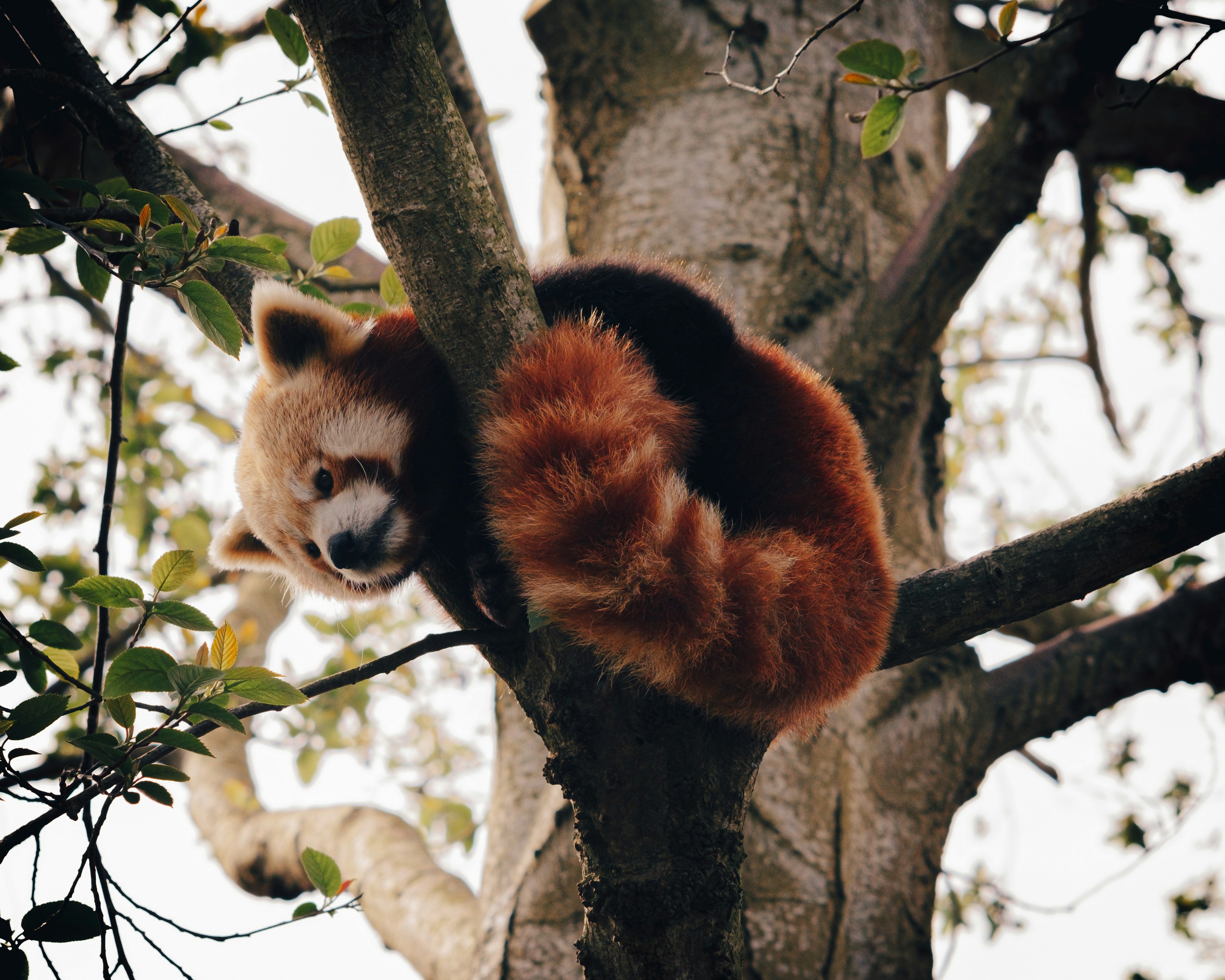 Cinnamon Slumber: Red Panda Dozing on a Tree Branch