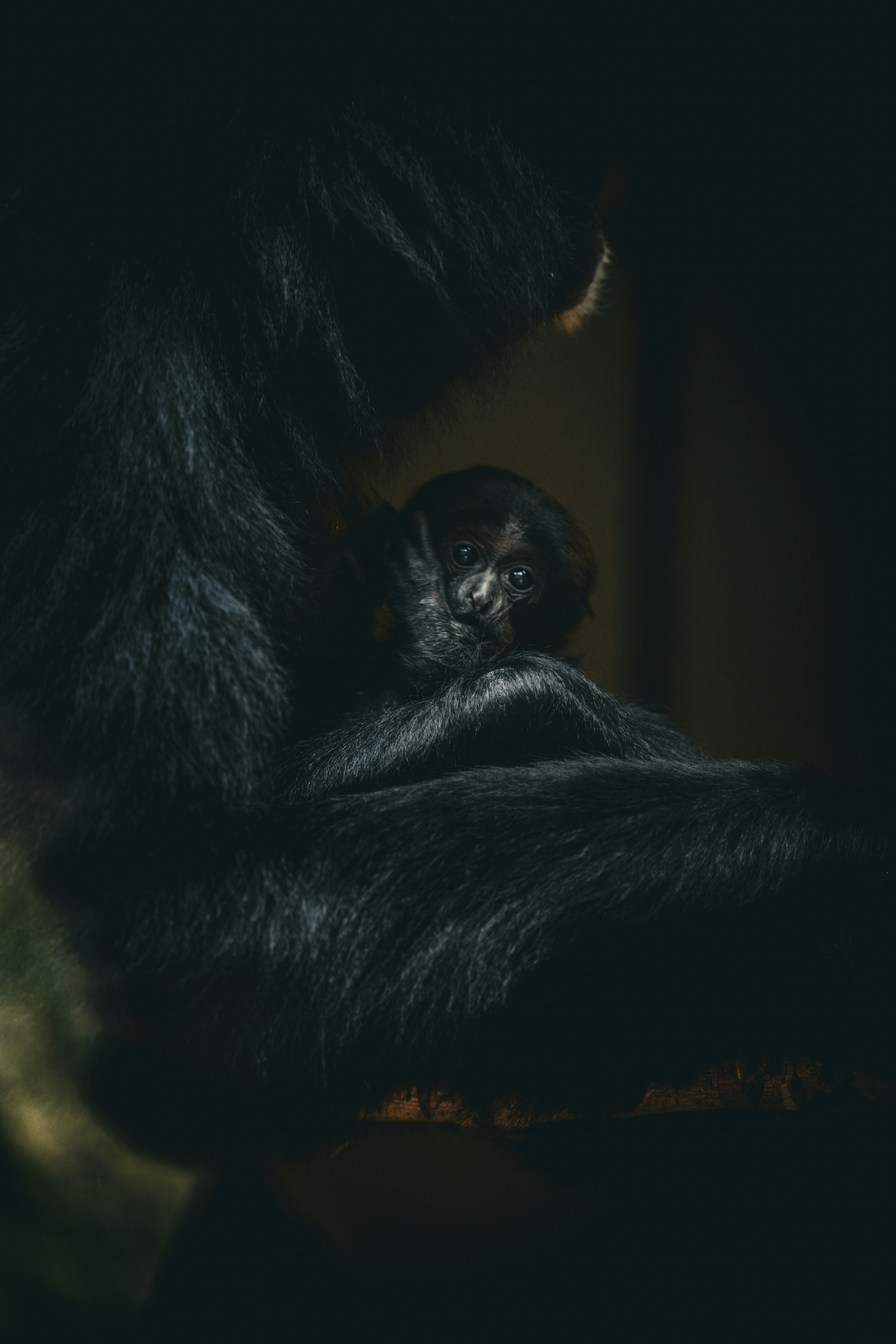 Hidden in the Shadow: A Baby Primate Peering from Its Mother's Embrace