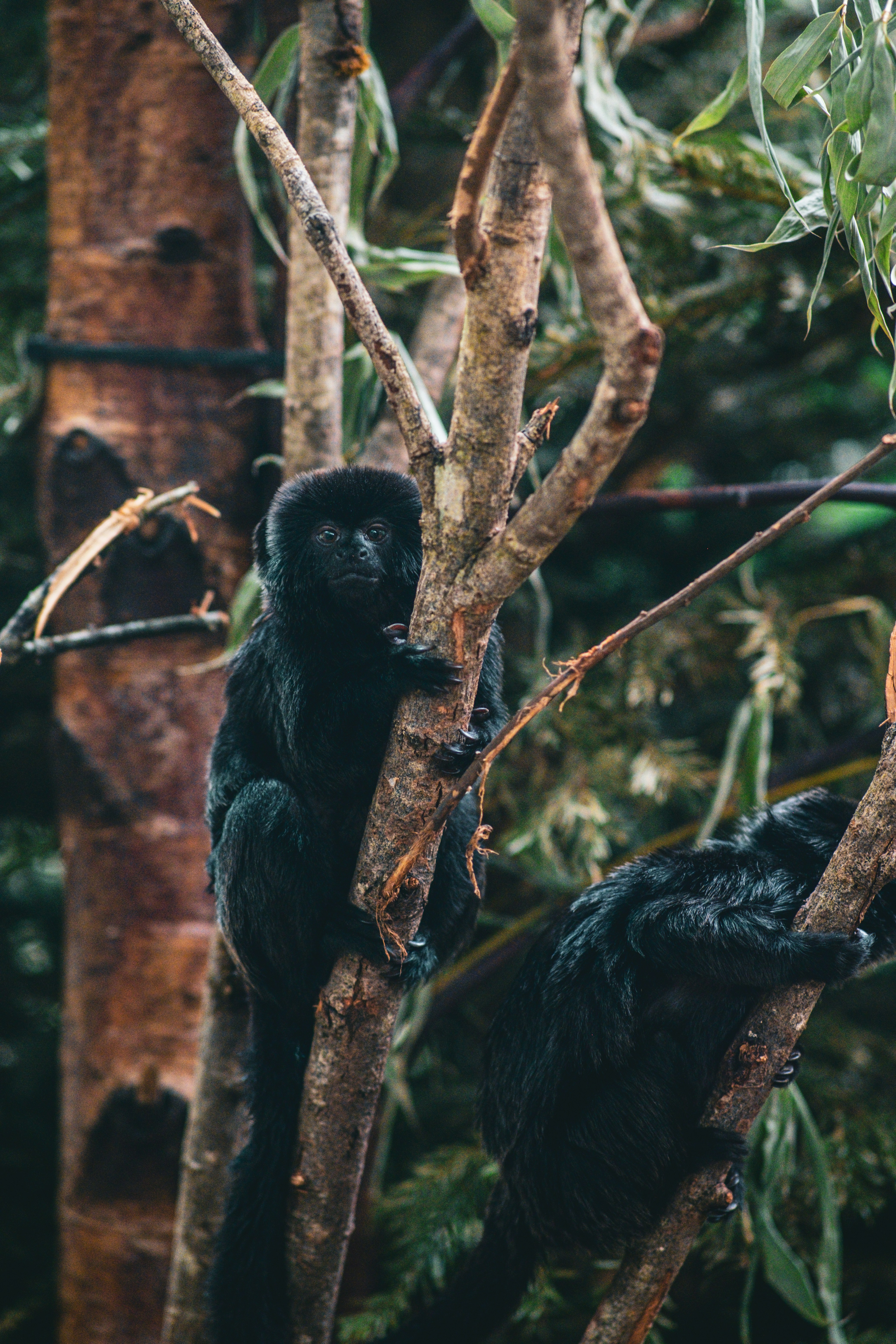 A couple of black monkeys sitting on top of a tree photo – Free Zoom ...