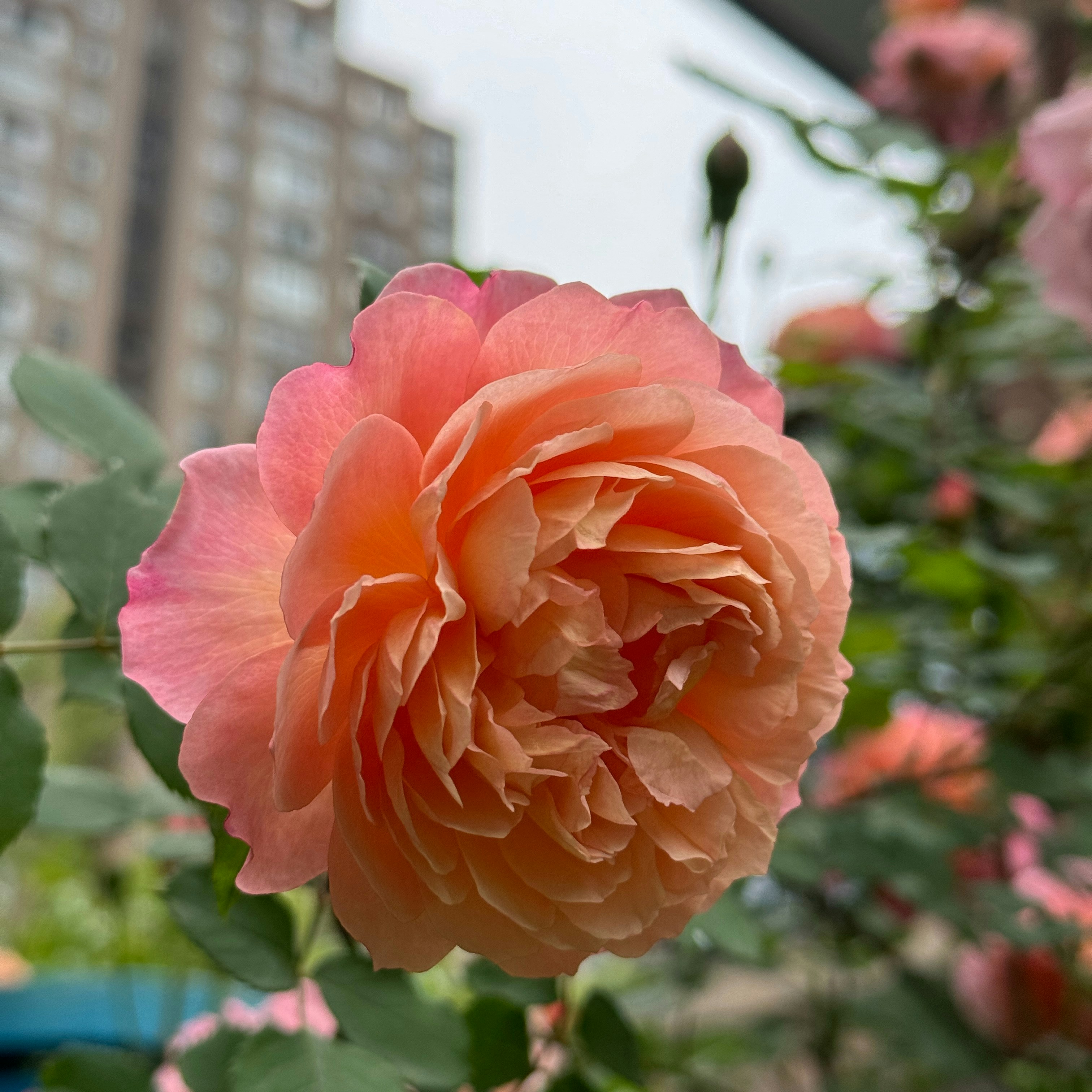 Close-up of a peach rose in a garden with urban buildings in the blurred background; the bloom is the focal point, showing intricate petal texture and soft color transitions. This is a photographic capture of a real flower.