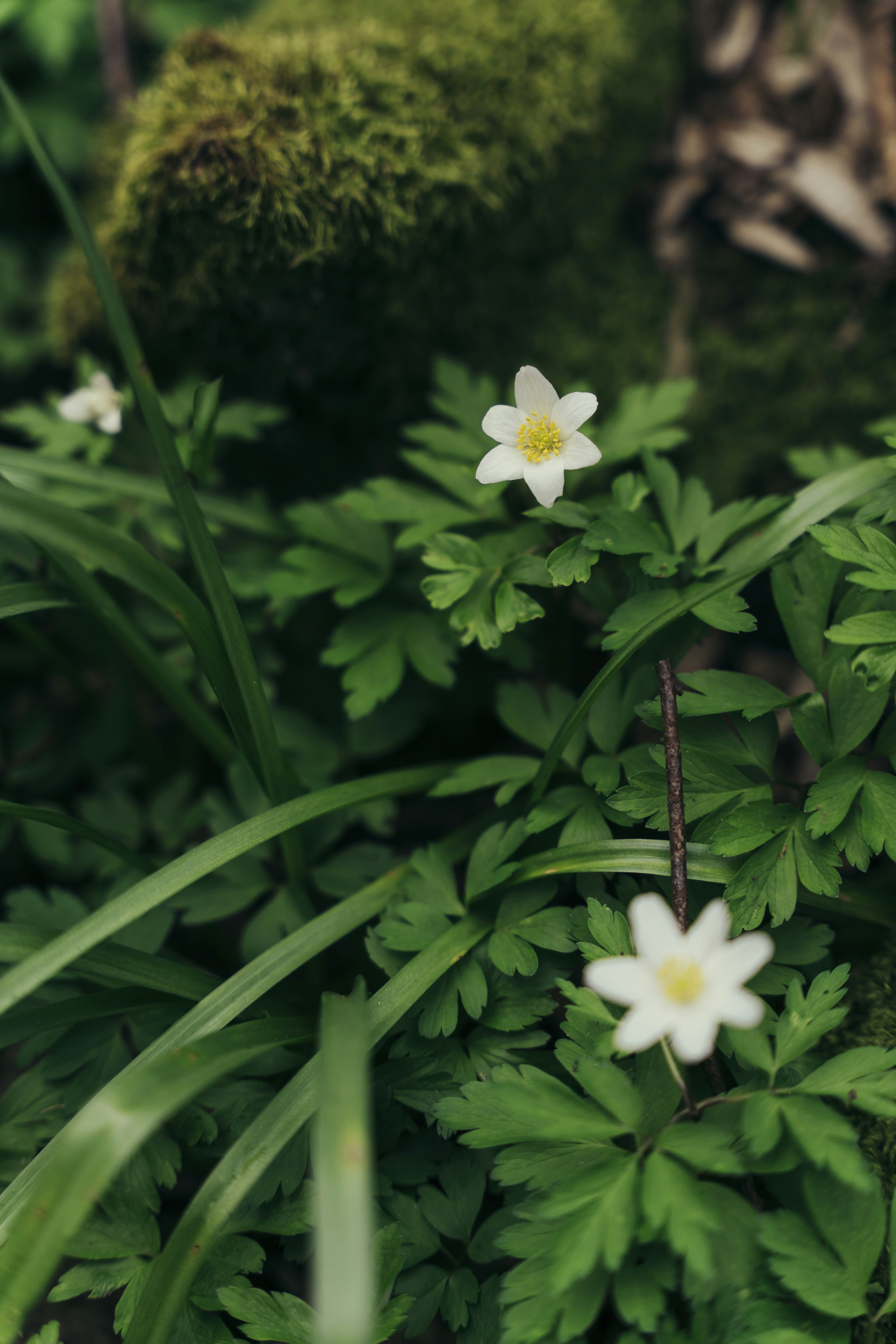 Close up shot of woodland flowers