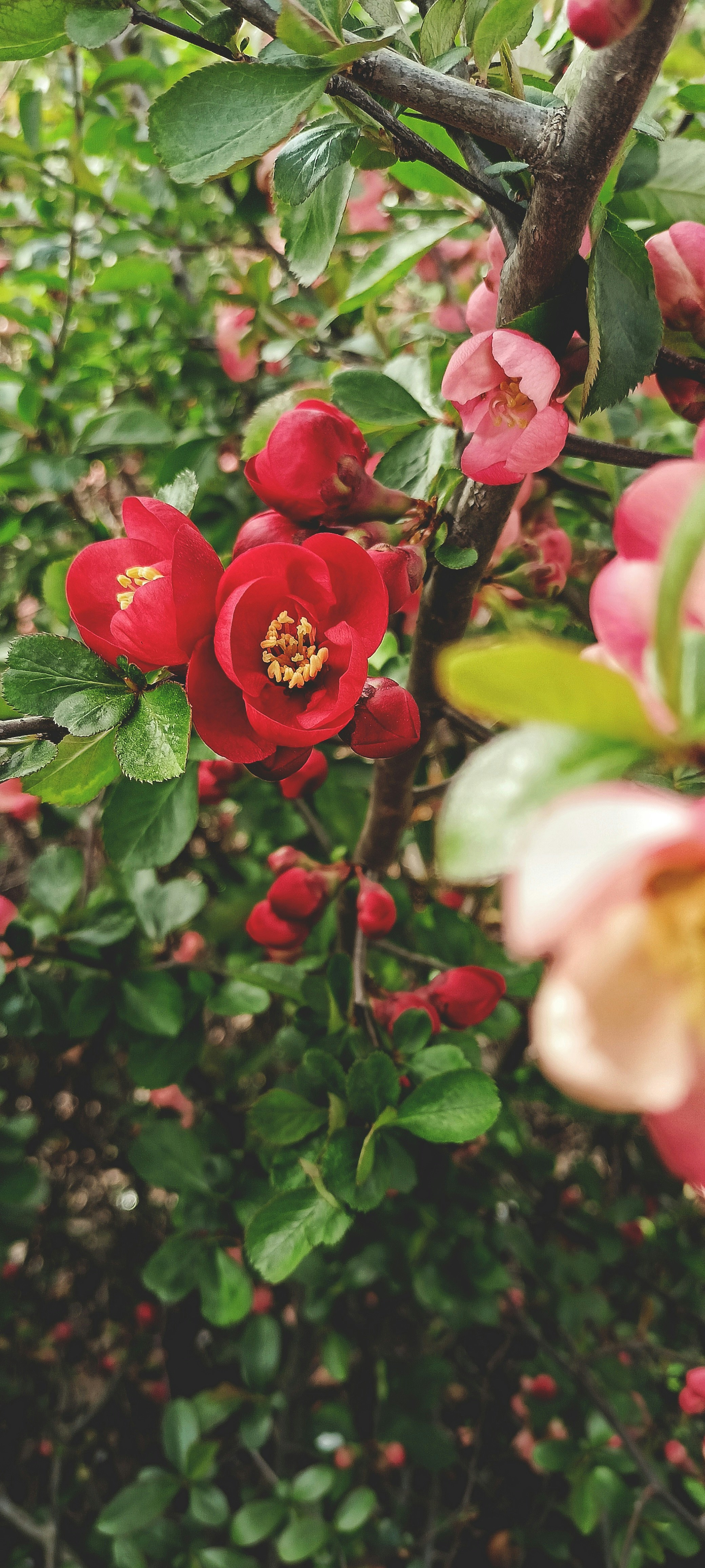 Red Blossom in a Blur of Green