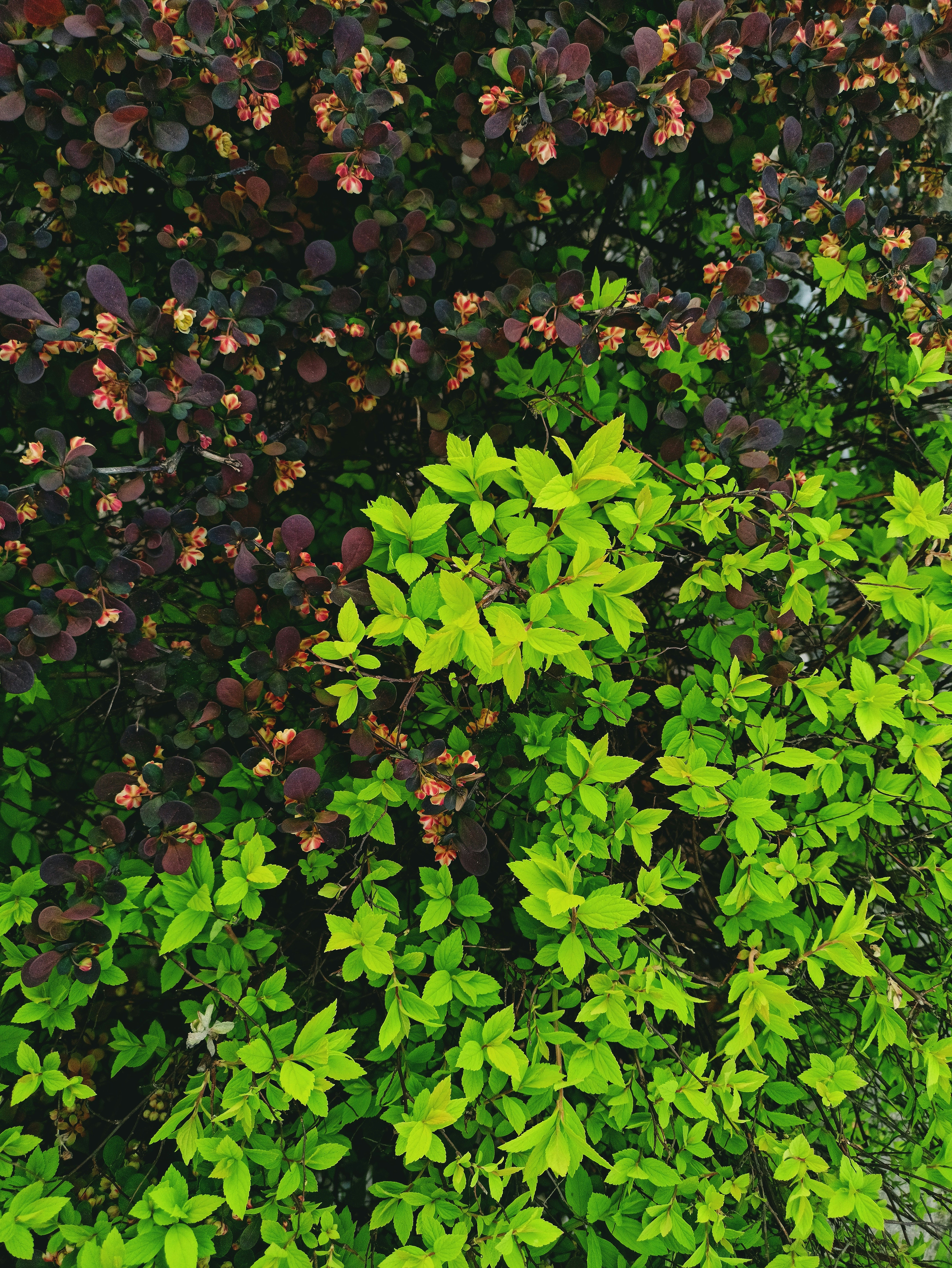 Close-up of variegated shrub leaves, bright lime-green foreground contrasting with dark burgundy background. The shot emphasizes color contrast and leaf texture in dense foliage.