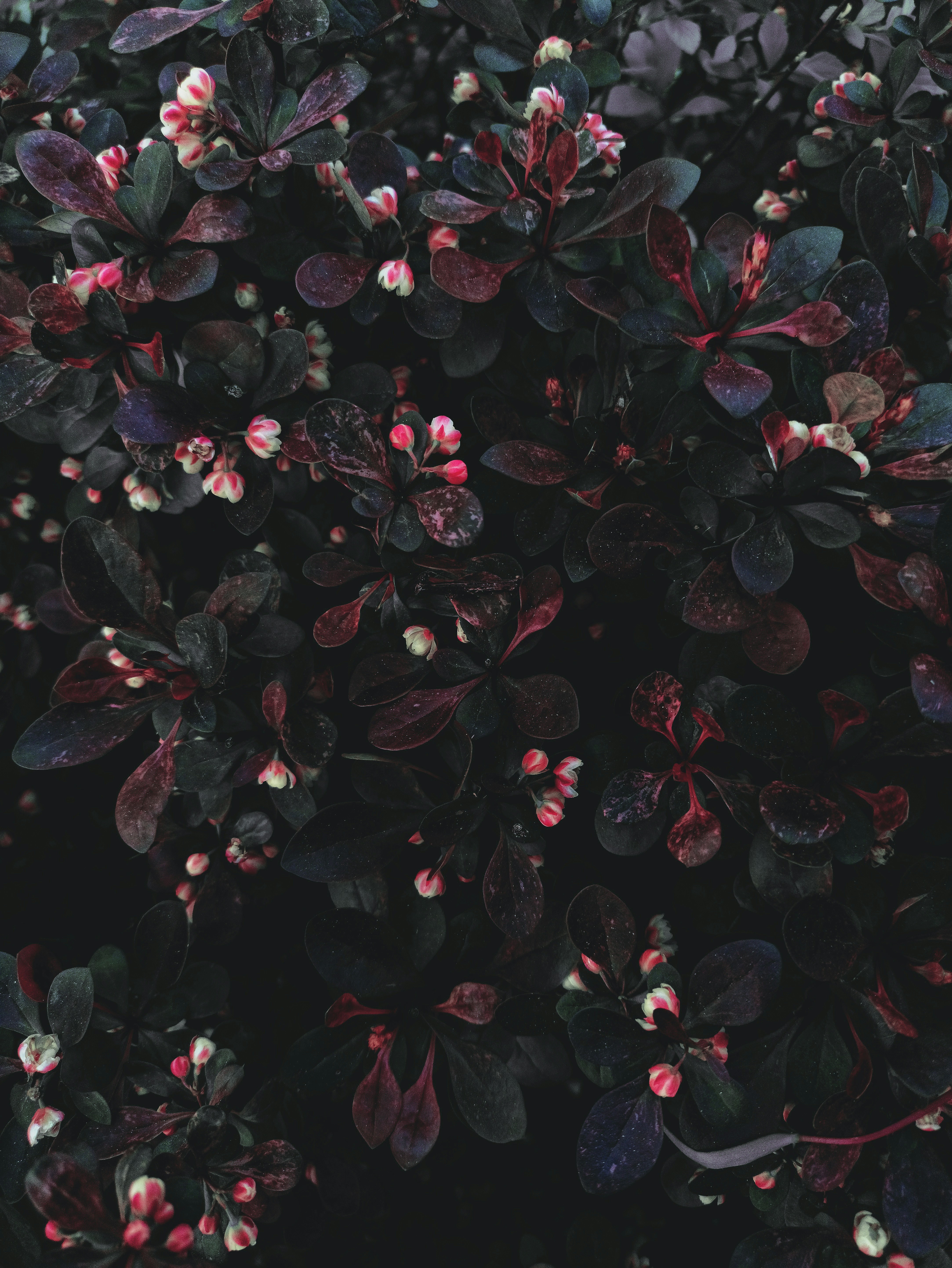 Close-up photograph of dark, glossy leaves with tiny pink and white buds, creating a moody, textural field. The shot emphasizes subtle color depth and budding detail.