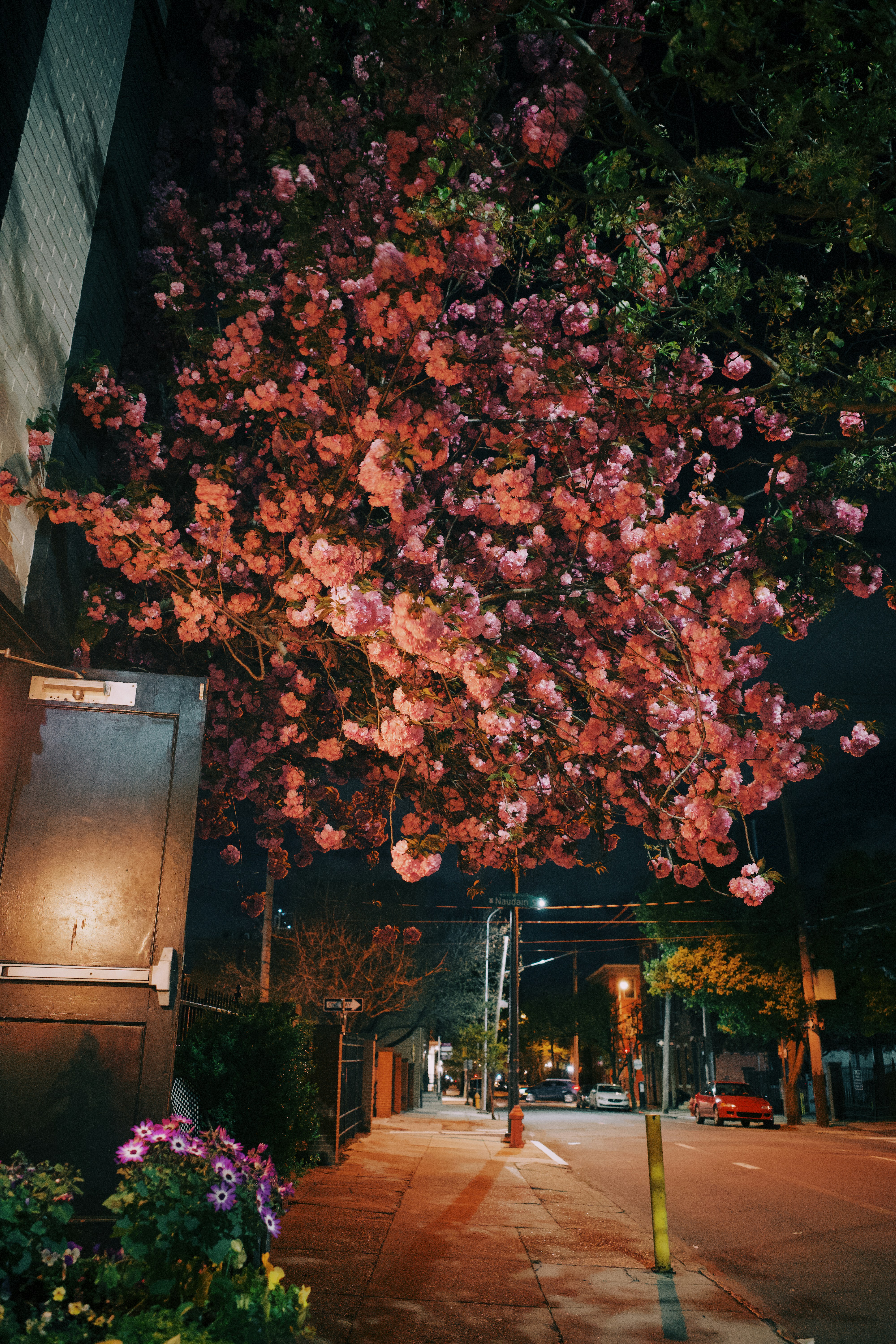 Midnight Boulevard Under a Pink Blossom Canopy
