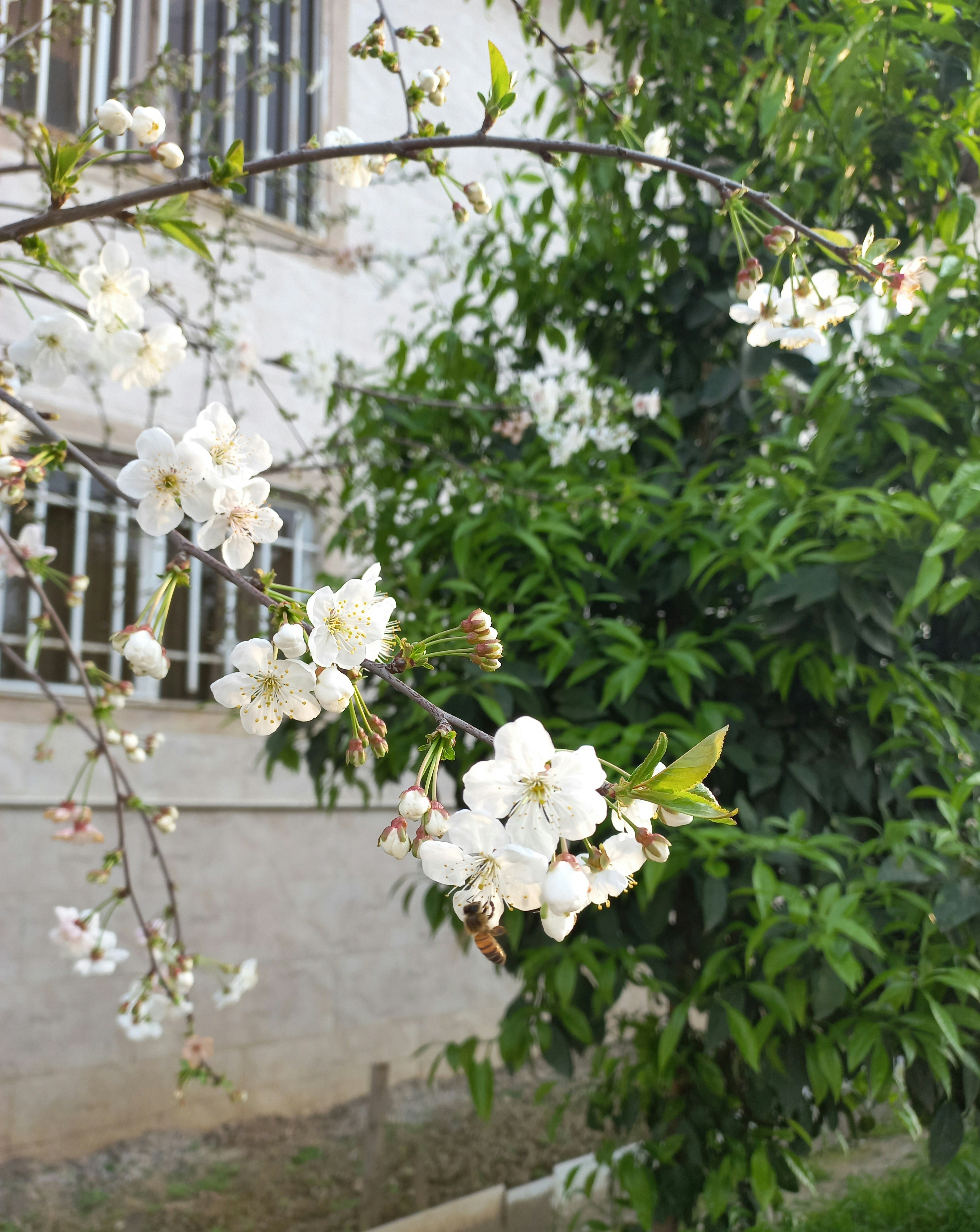 Close-up of white blossoms on a flowering branch with a stone wall and lush green foliage in the background.