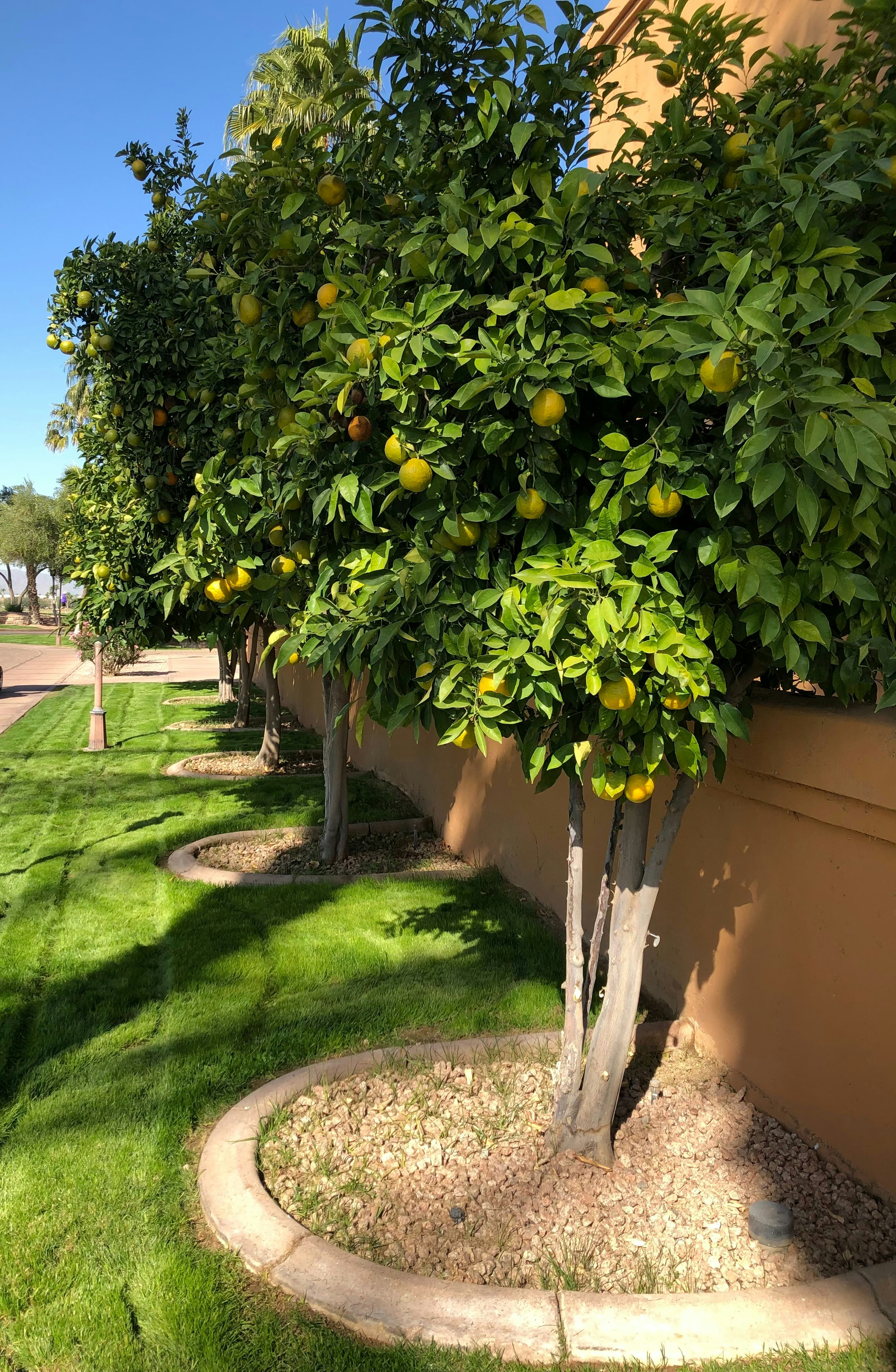 Citrus Canopy: A Lush Urban Oasis