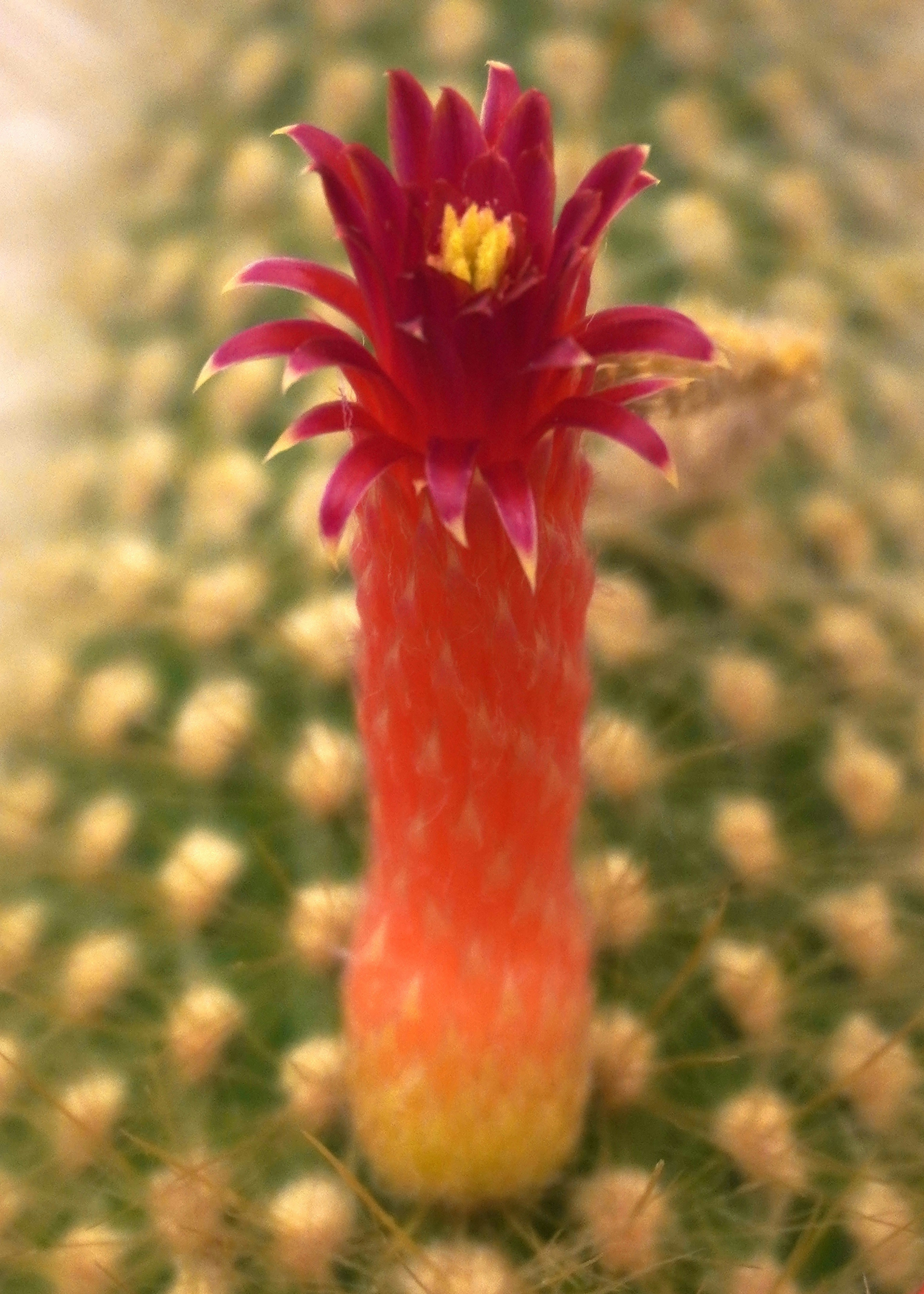 Desert Bloom Symphony