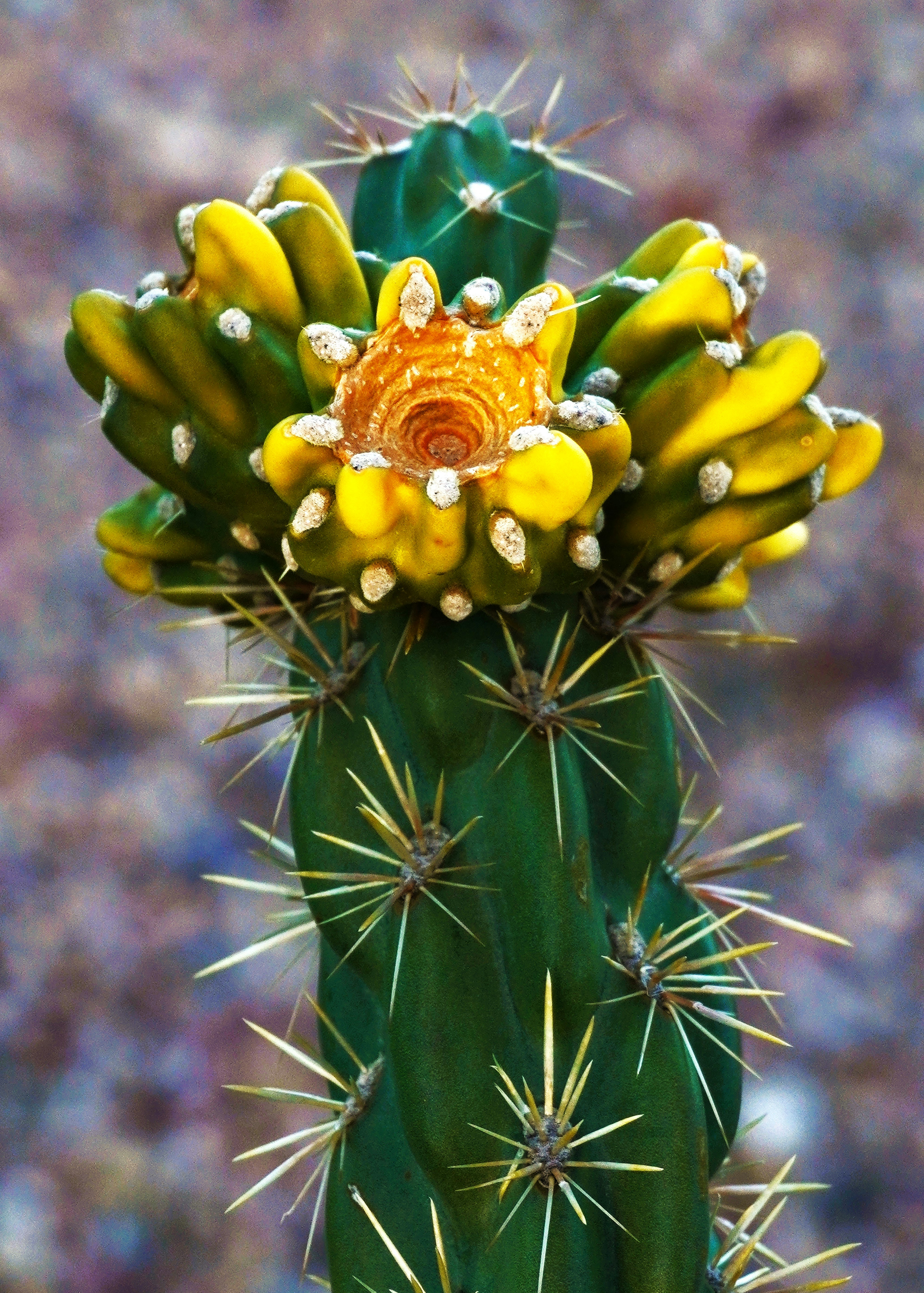 Sunburst Crown on a Spiny Column: close-up of yellow-green blossoms crowning a cactus