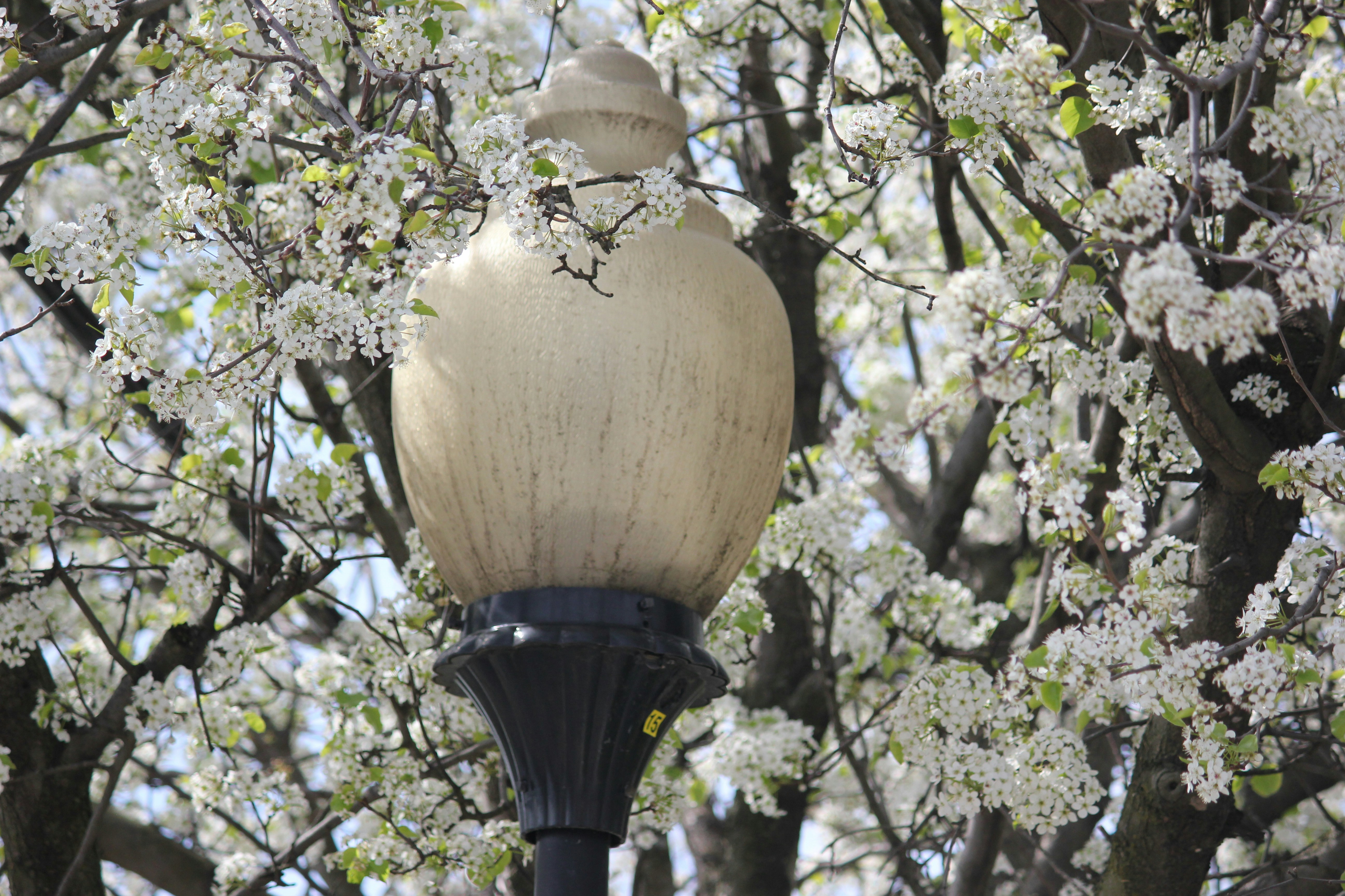 Lantern in a Cherry Blossom Chorus