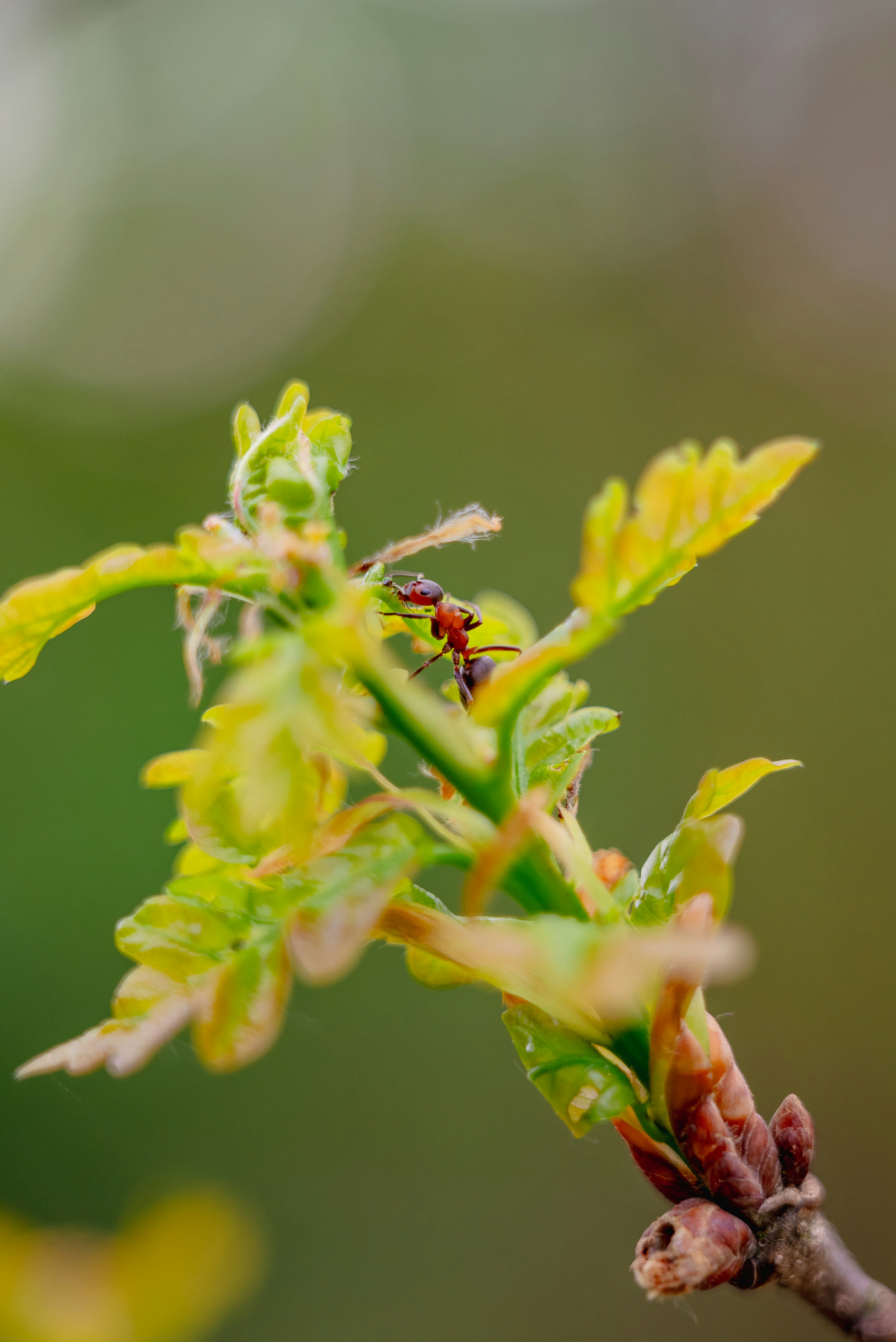 Scarlet Ant on a Sunlit Sprout: a Micro Moment in Spring
