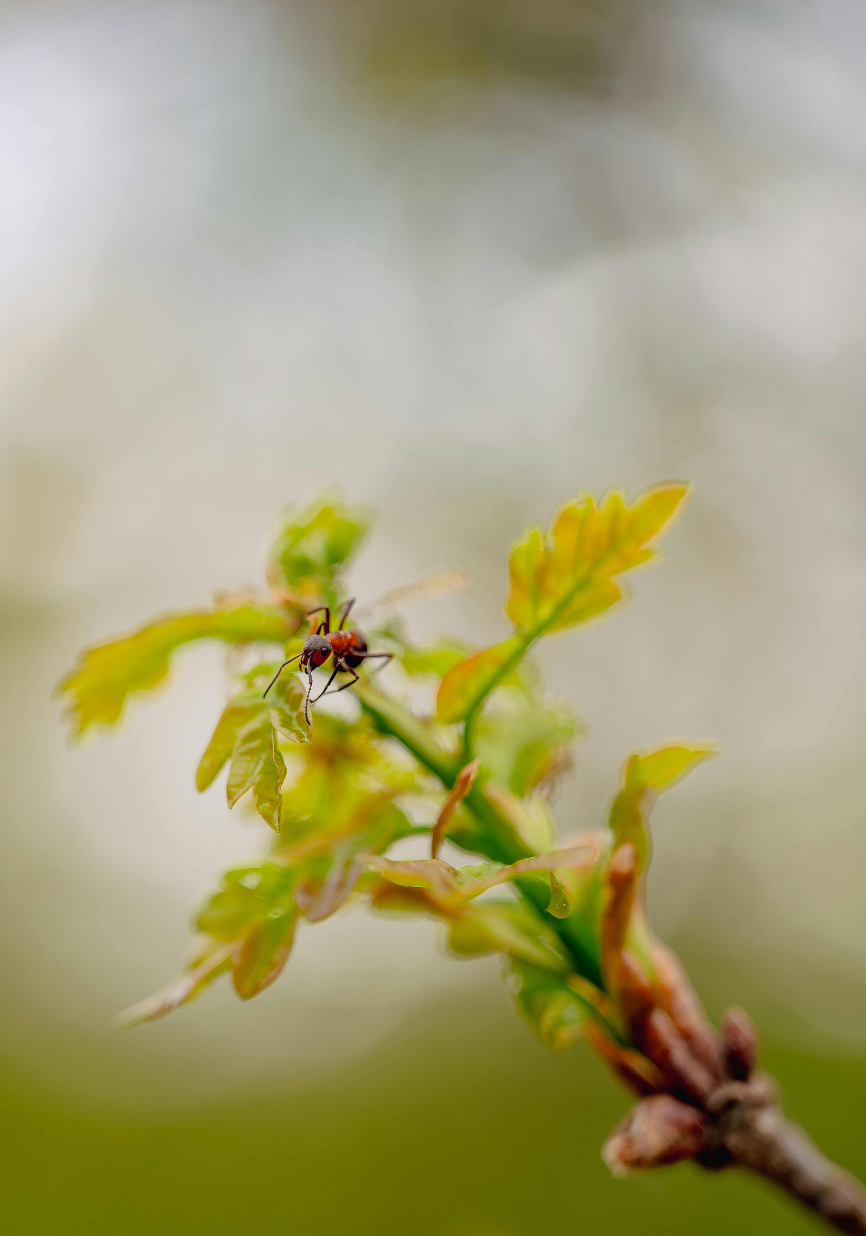 Crimson Beetle on a Fresh Spring Twig, Framed by Gentle Bokeh
