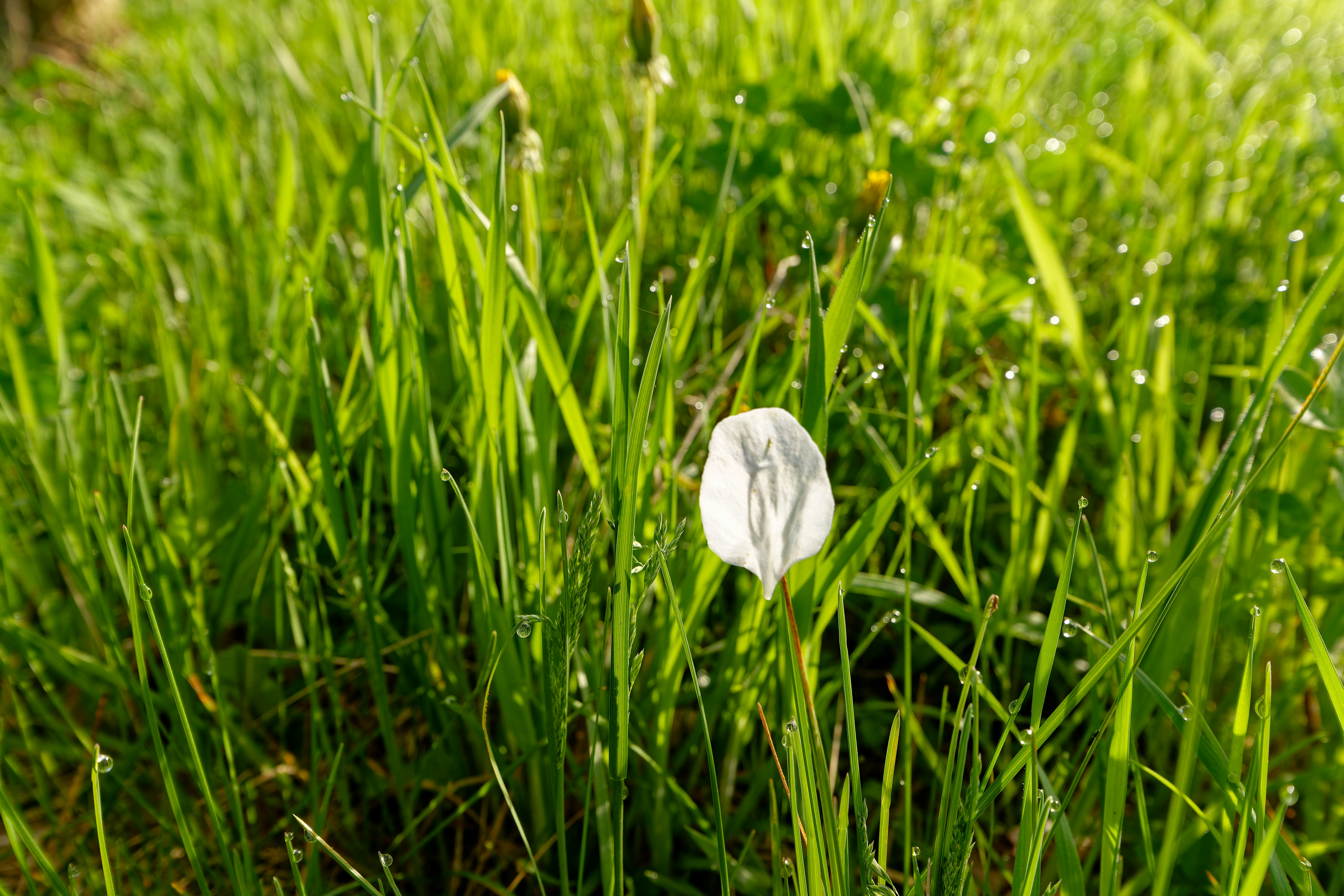Whispers of Nature: A Delicate Blossom Amidst the Green
