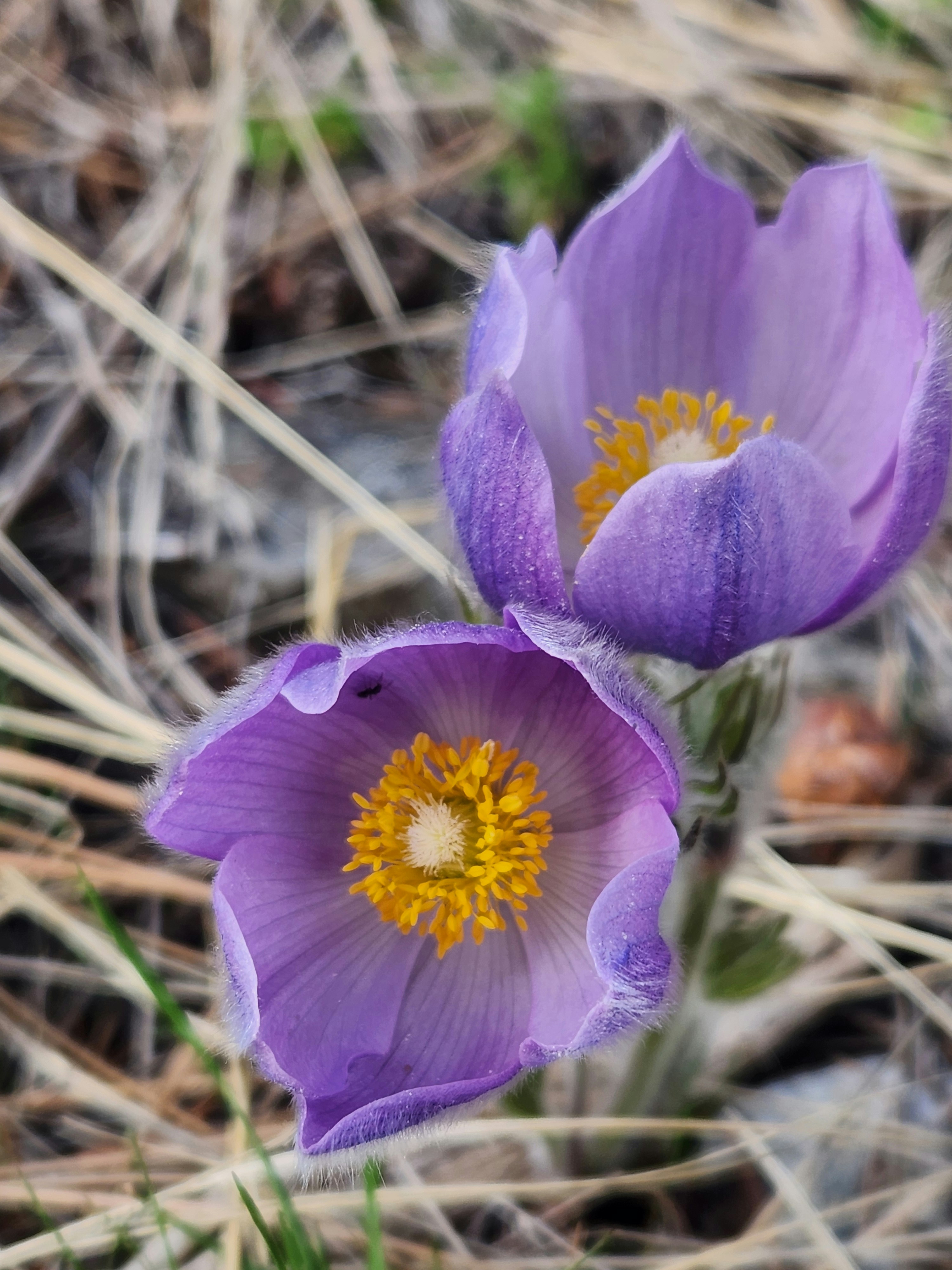 Two lavender pasque flowers with bright yellow centers rise from dry grass in a natural setting.