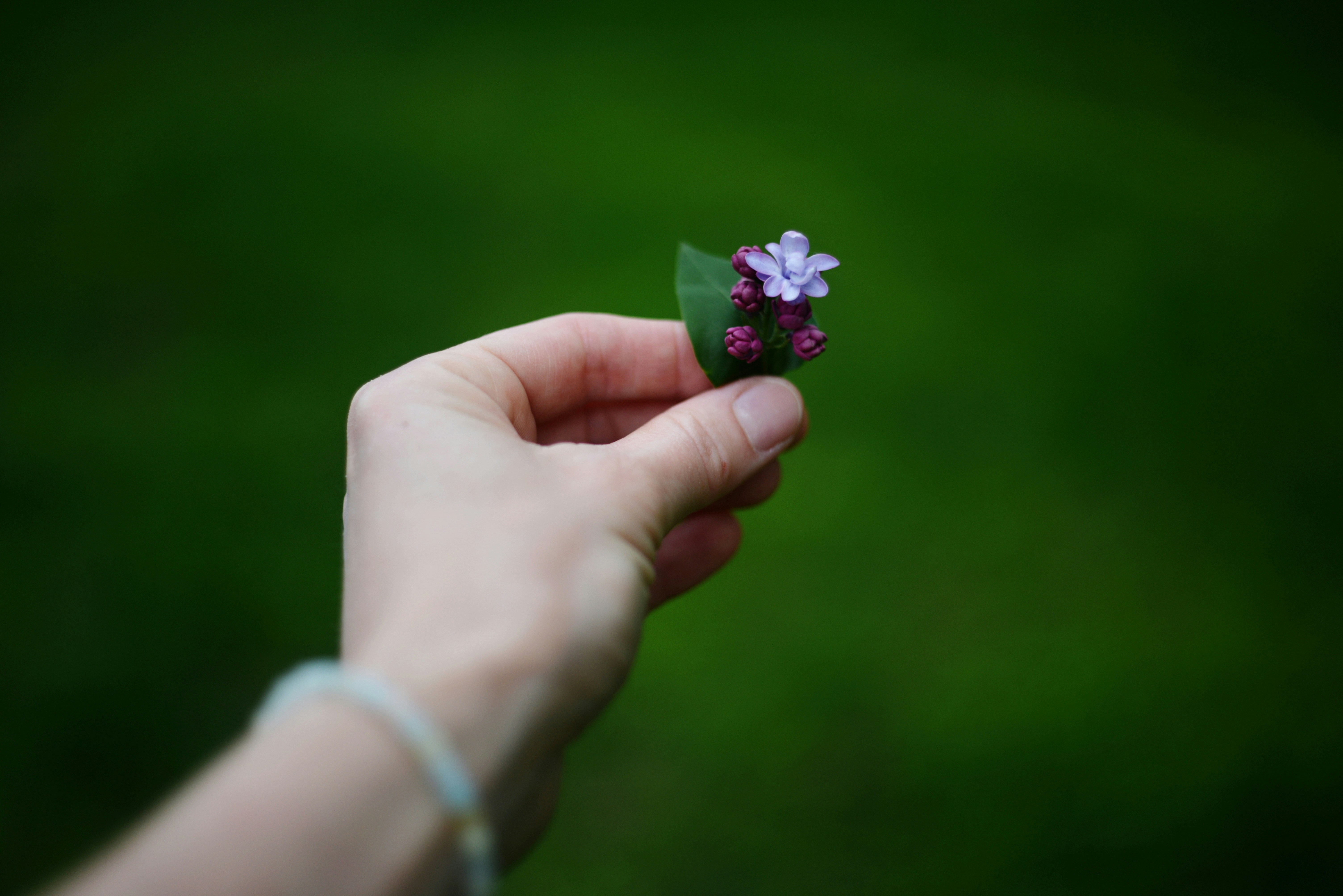 A Tiny Lilac Offered: Handheld Bloom Against a Velvet Green Backdrop