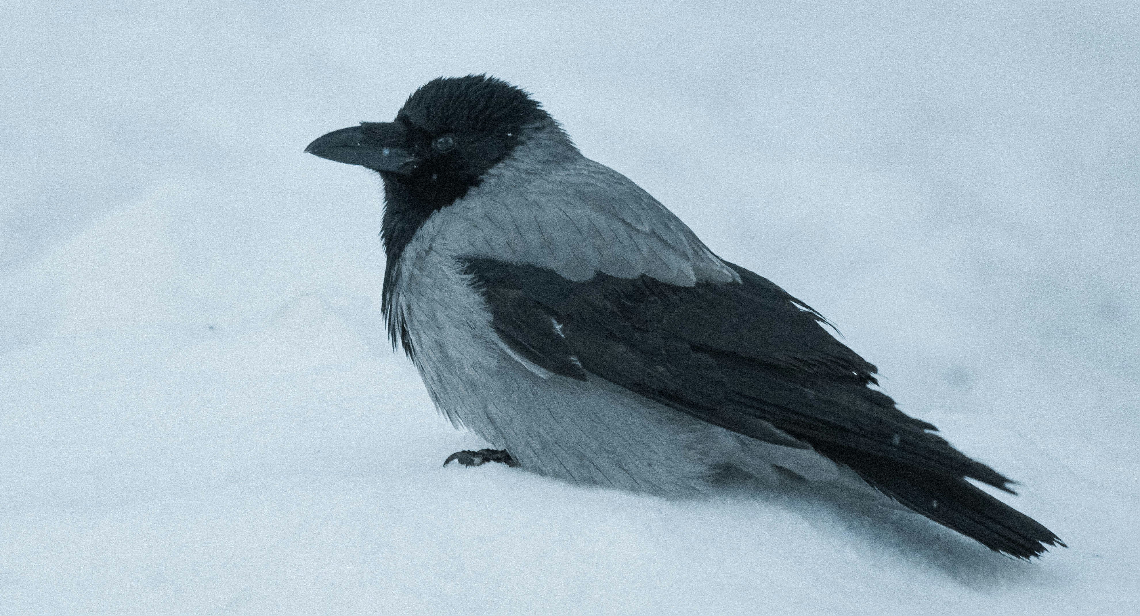 Hooded Crow on Snow: A Quiet Winter Pause