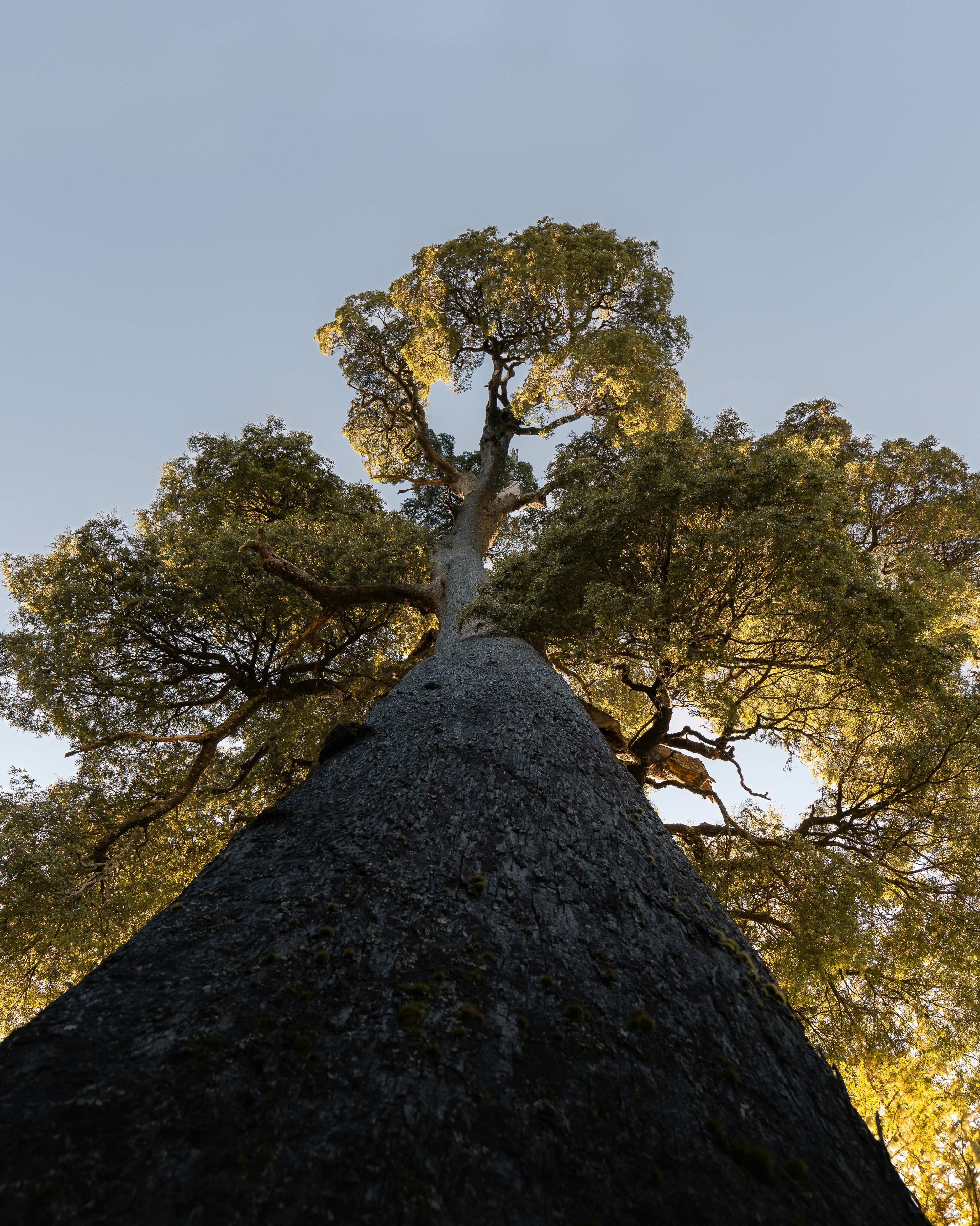 A tall tree with a sky background photo – Free Tree Image on Unsplash