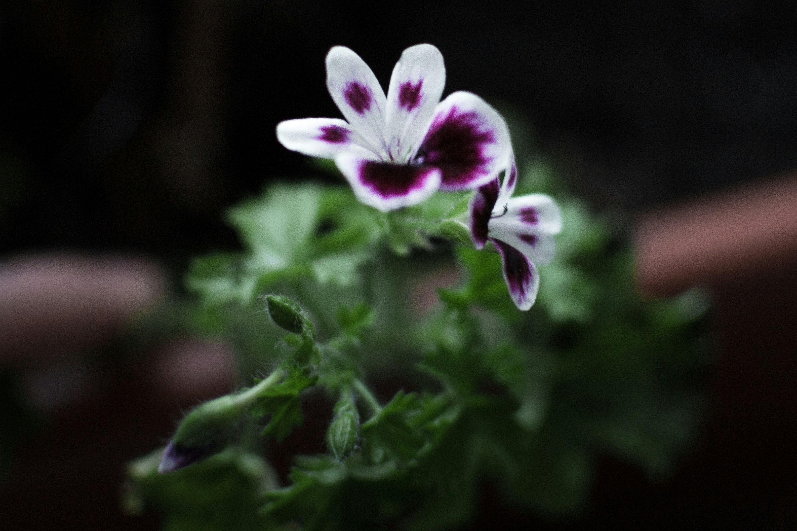 Petal Portrait: White and Purple Geranium in Soft Focus