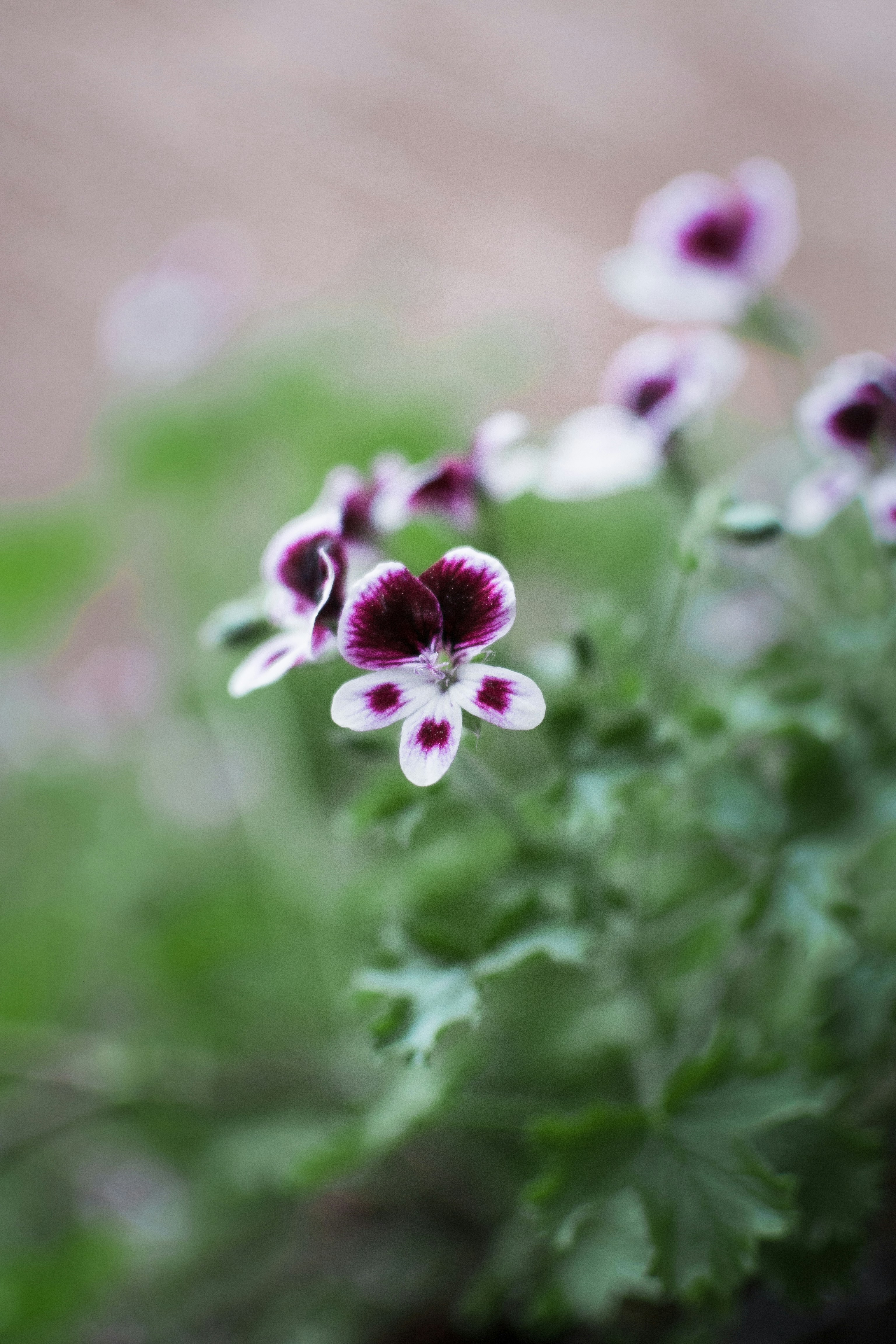 Vivid Geranium Bloom Centered in Soft Focus Garden