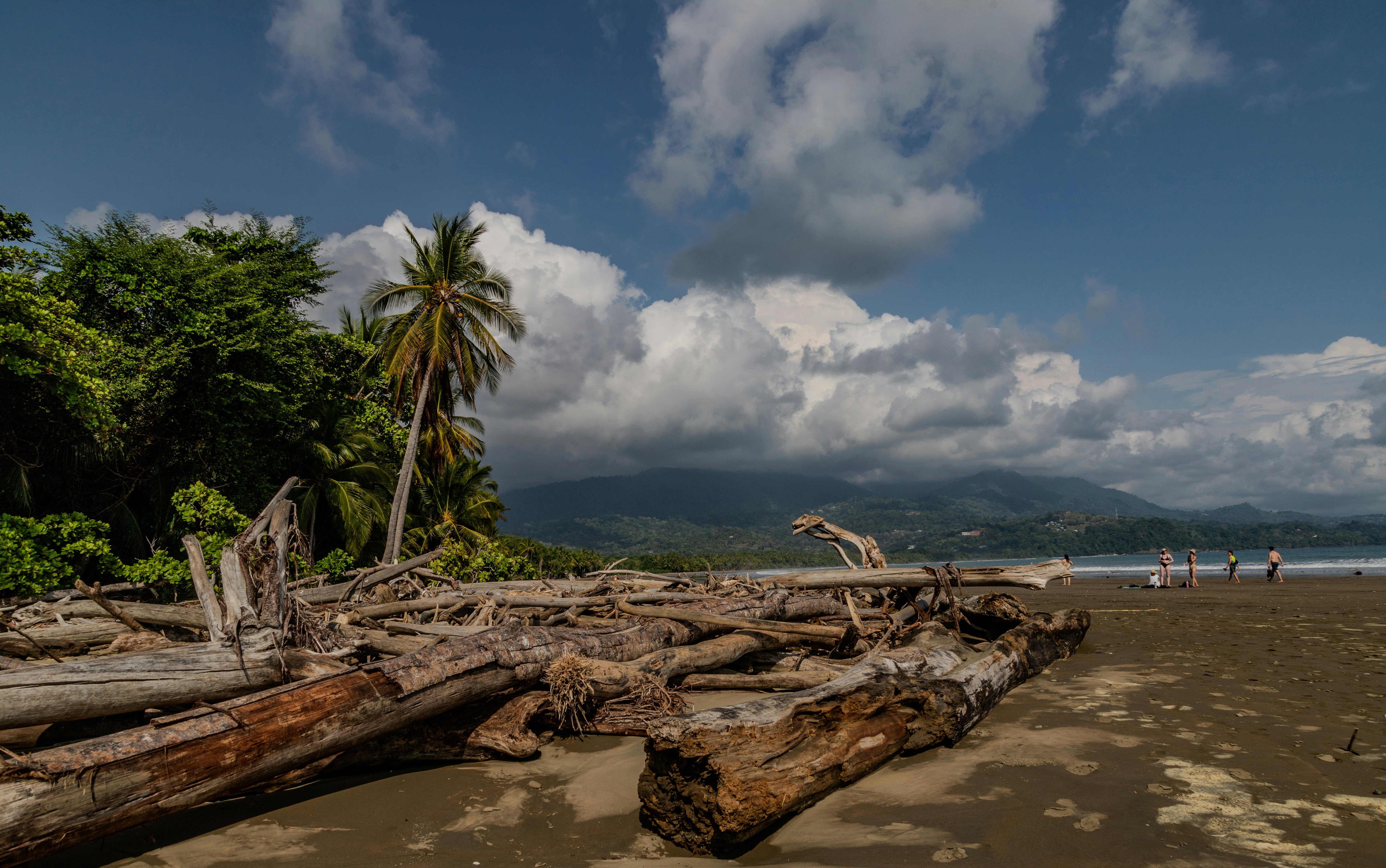 A group of people standing on a beach next to a fallen tree photo ...