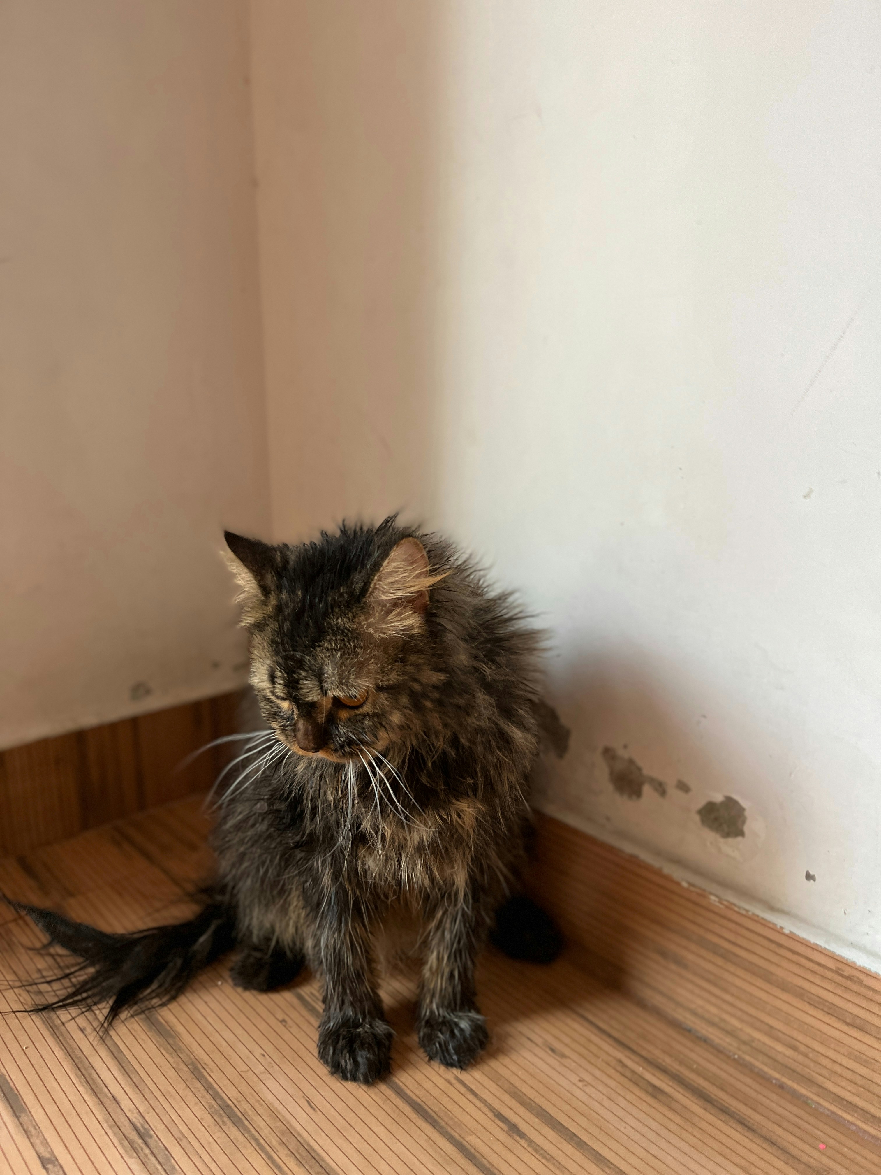 Wet kitty after taking a bath | a cat sitting on a wooden floor next to a wall