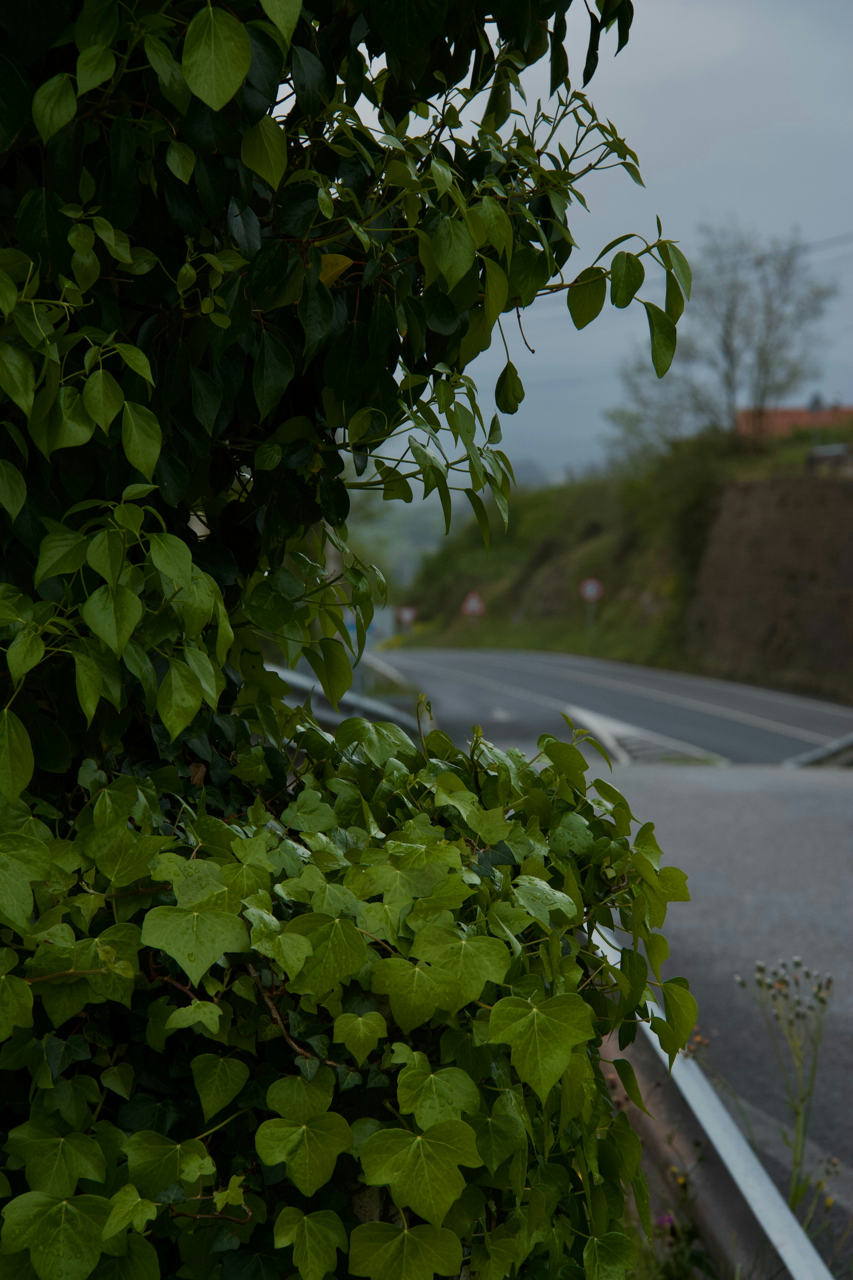 Ivy Veil Over a Winding Road