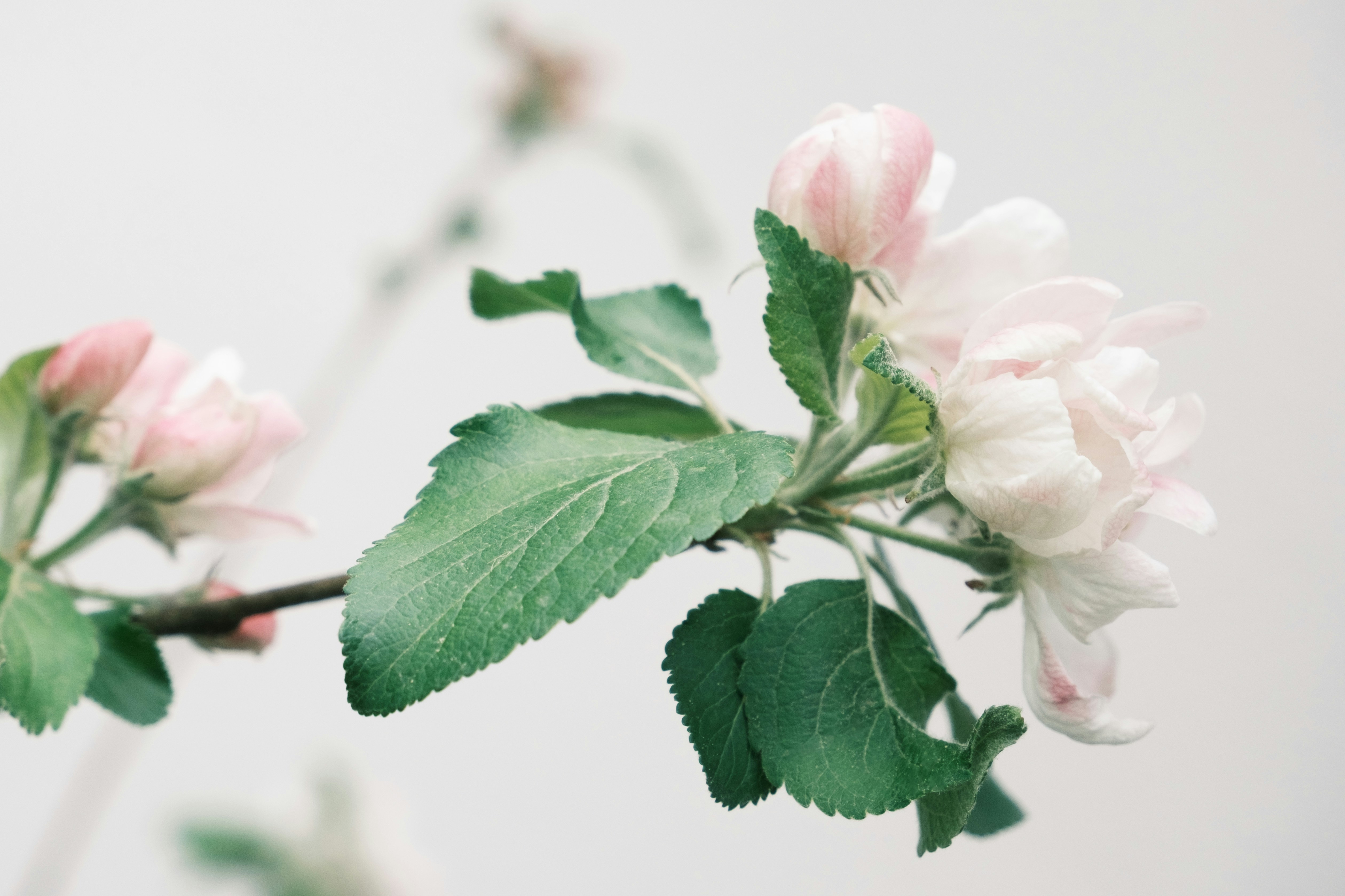 Delicate pink and white blossoms on a fruit tree branch against a soft background.