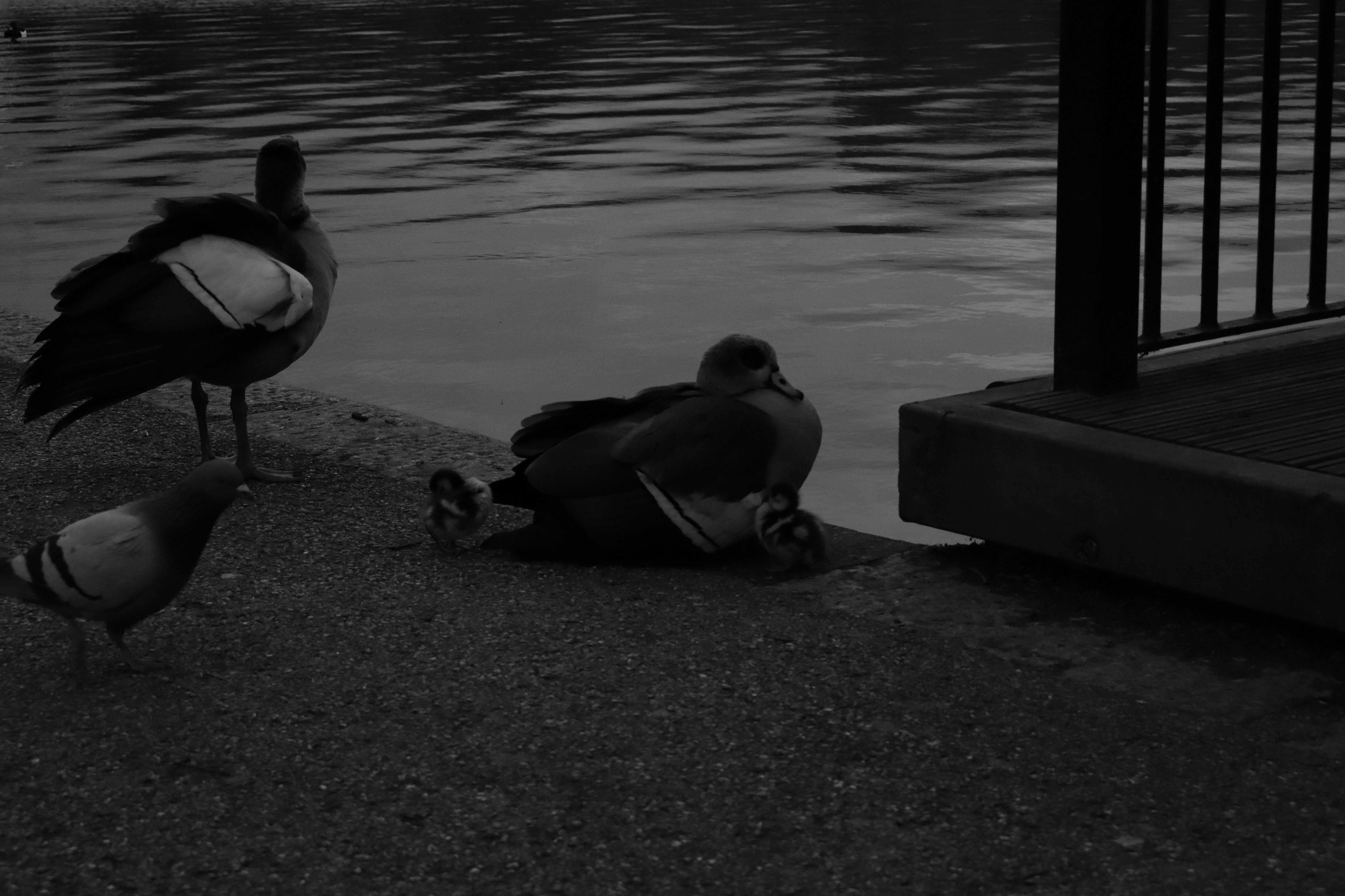 Dusk at the Pebble Shore: Ducks by the Quiet Rail