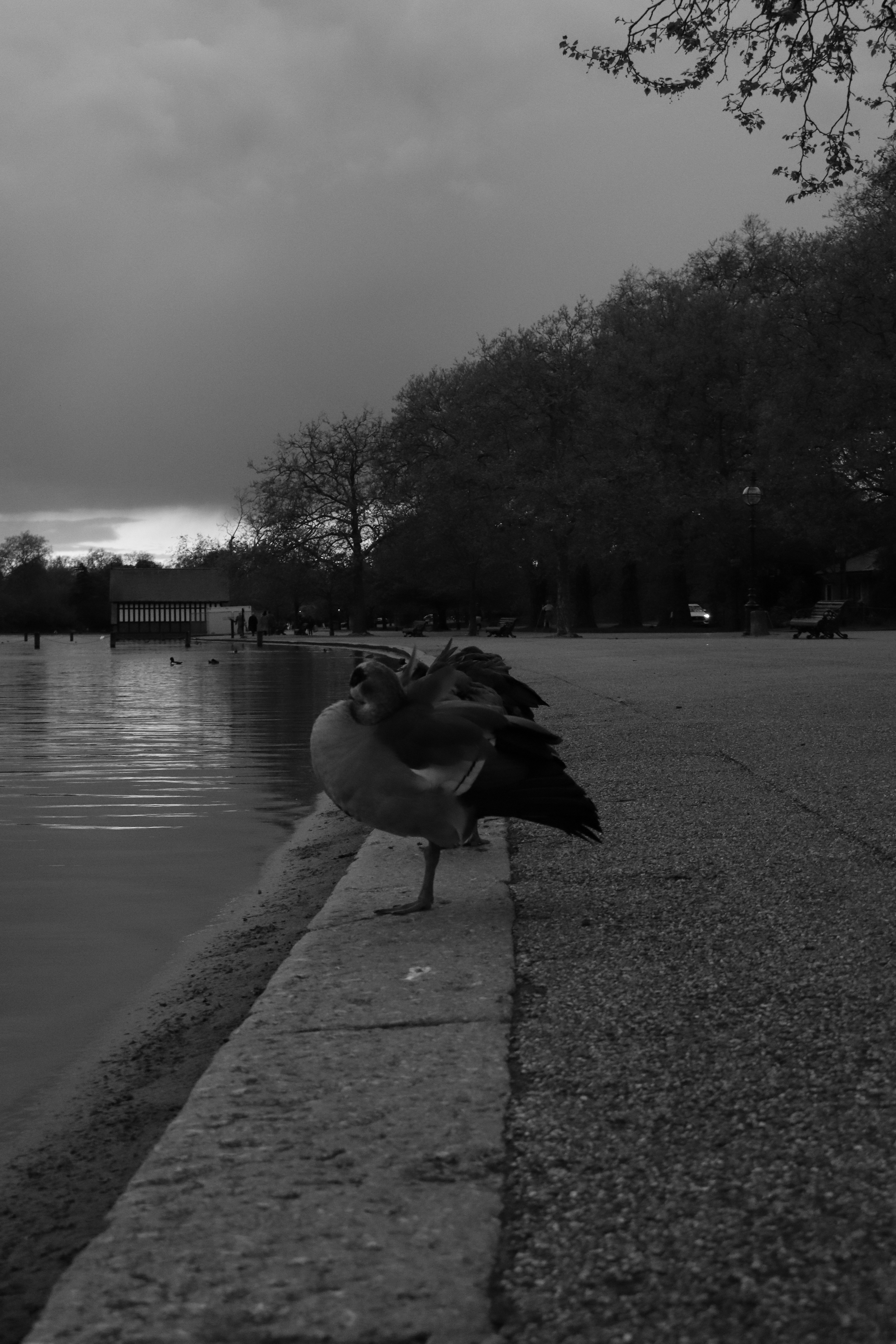 Goose at the Jetty: A Quiet Monochrome Moment by the Park Lake