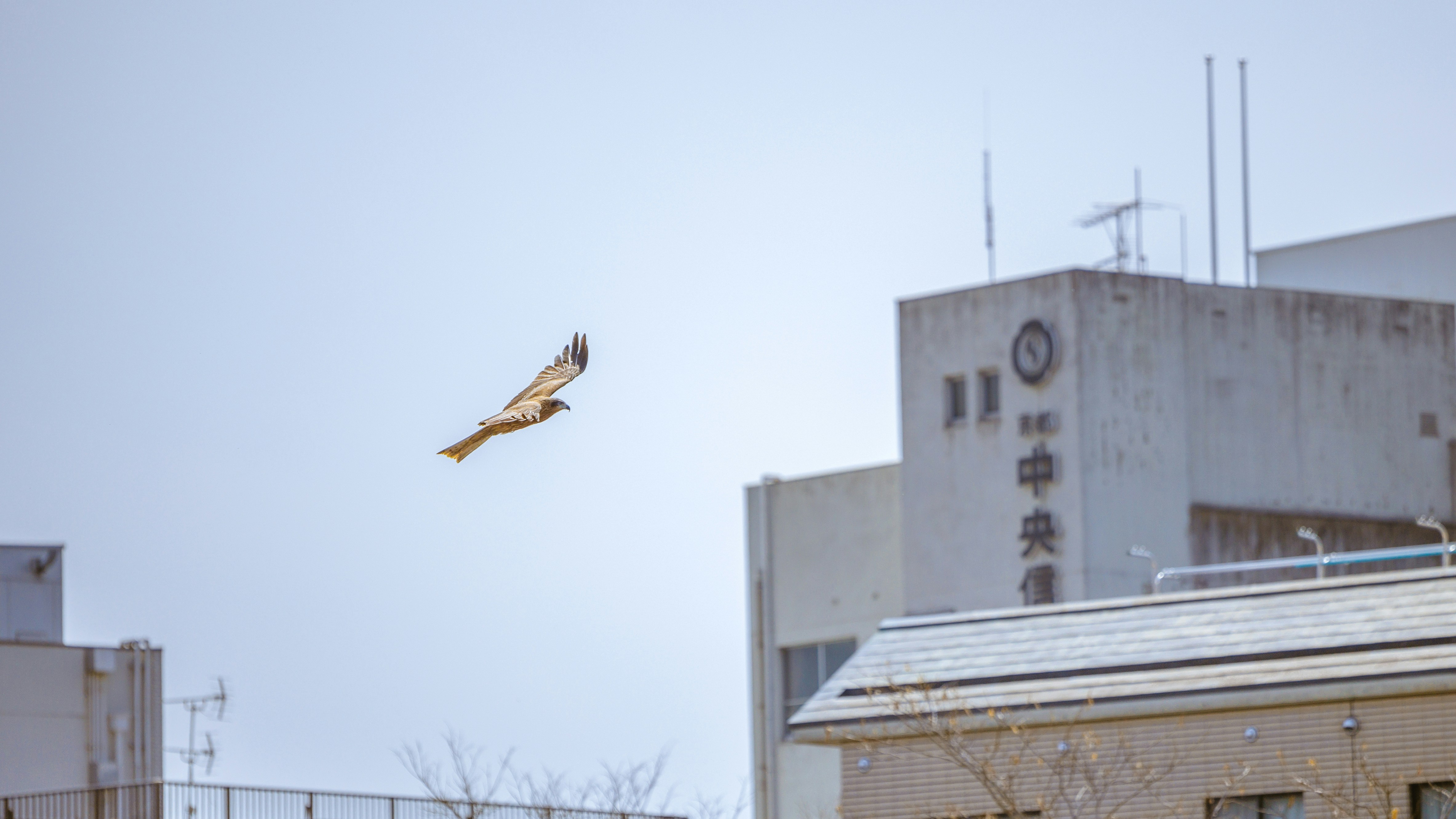City Wingbeat: Falcon in Flight Over a Quiet Cityscape