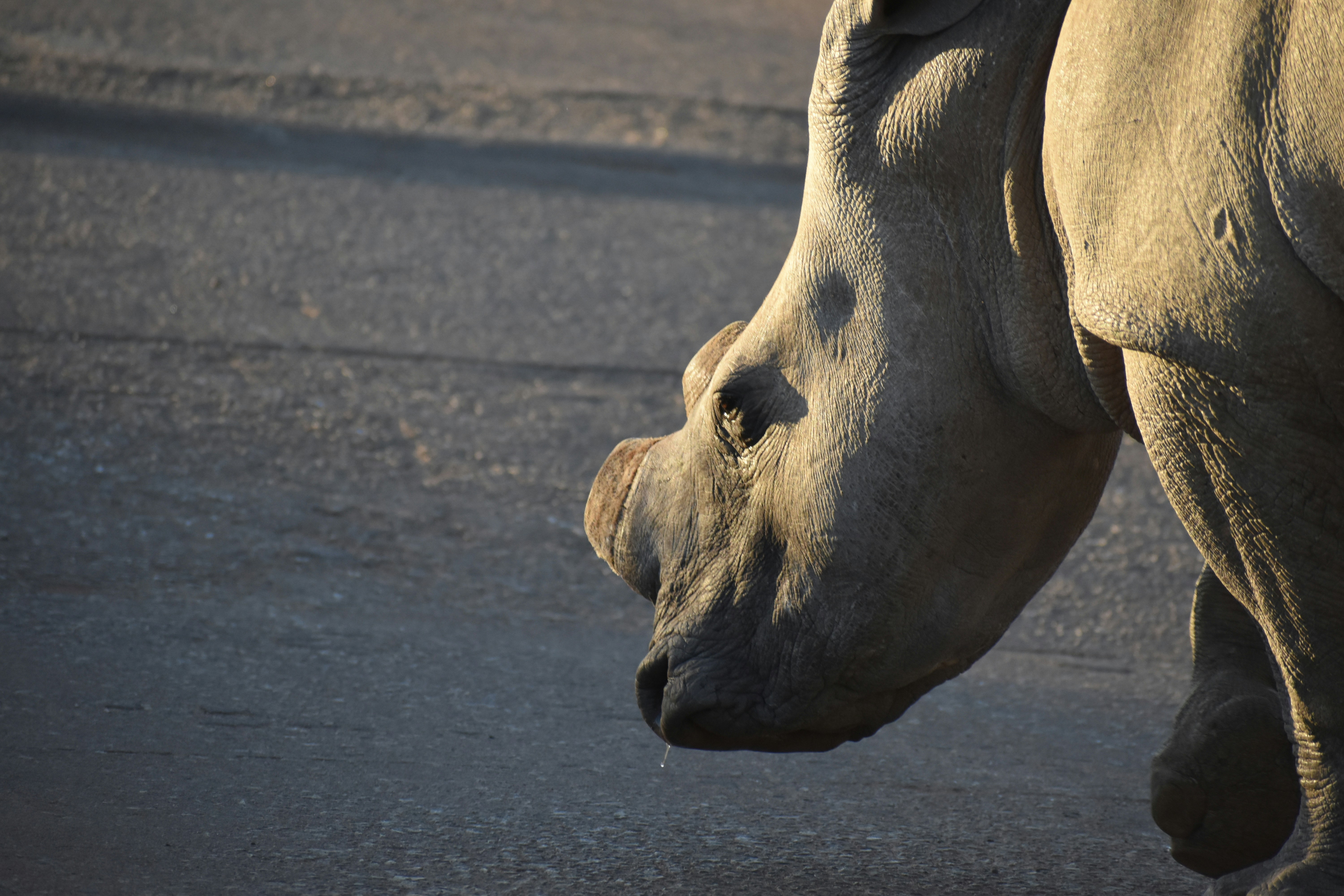 a close up of a rhino on a street