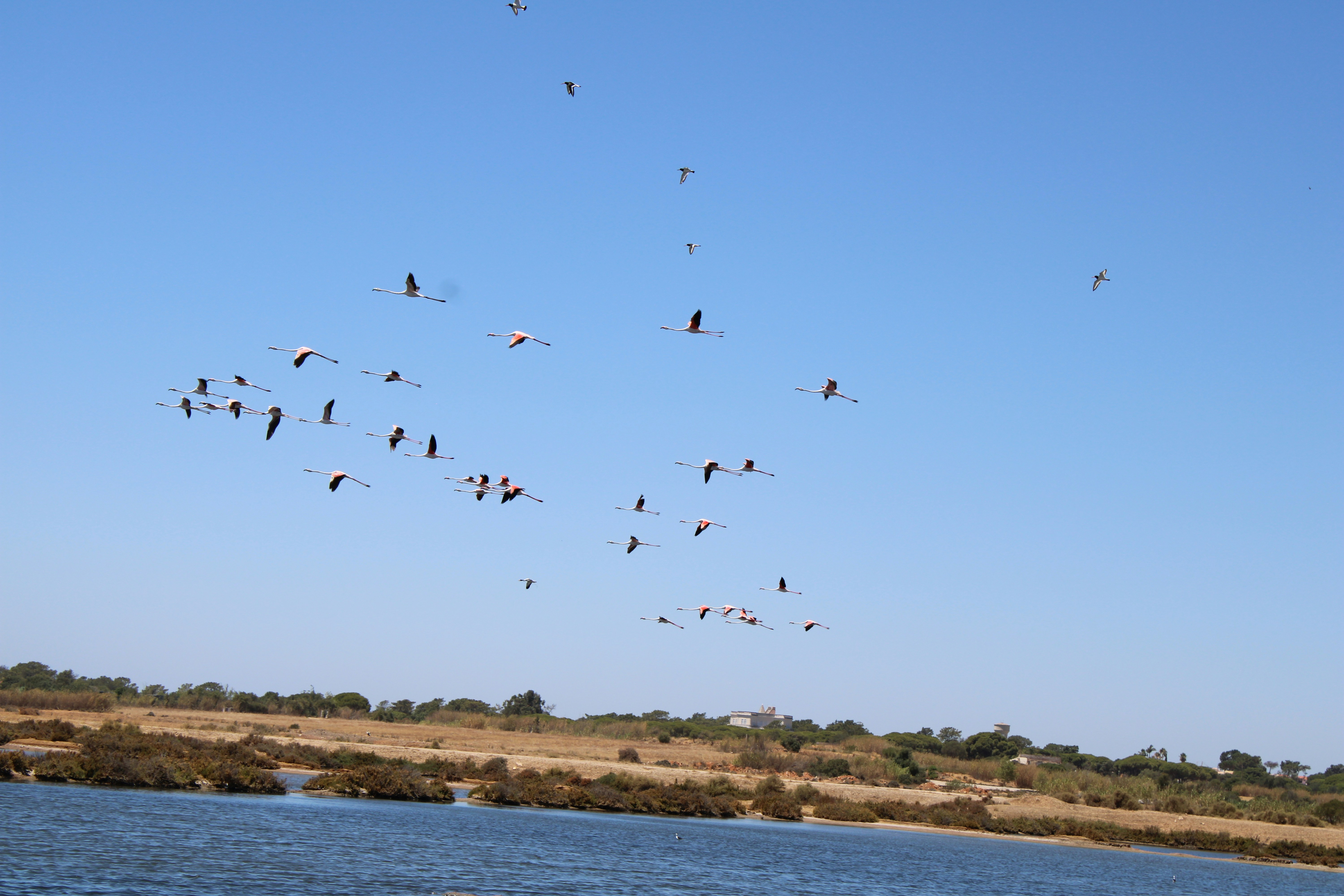 Skimming the Blue: A Flock Traces the Sky Over the Delta