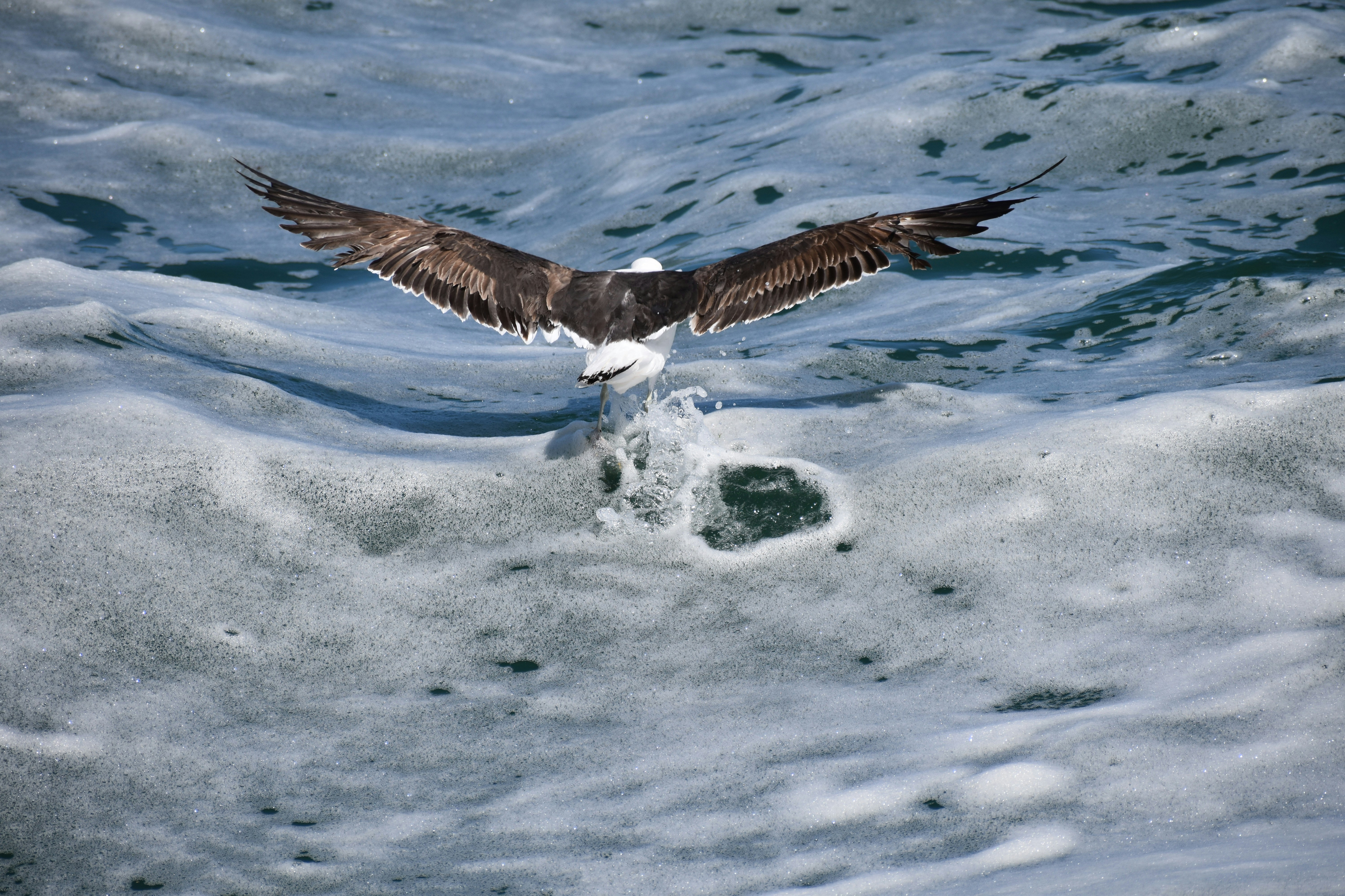 A seagull flying over a body of water photo – Free Animal Image on Unsplash