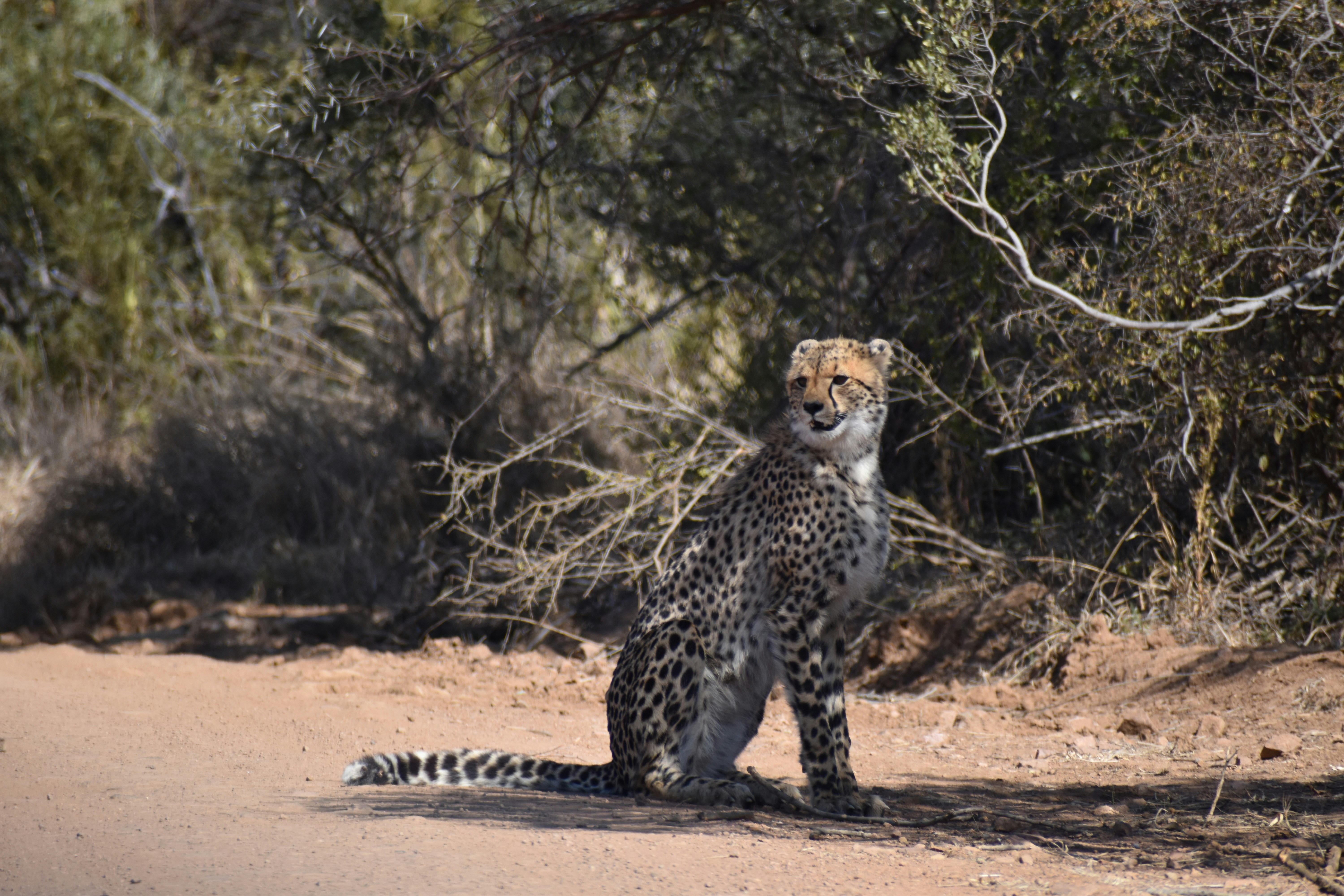 A cheetah sitting on the side of a dirt road photo – Free Animal Image ...